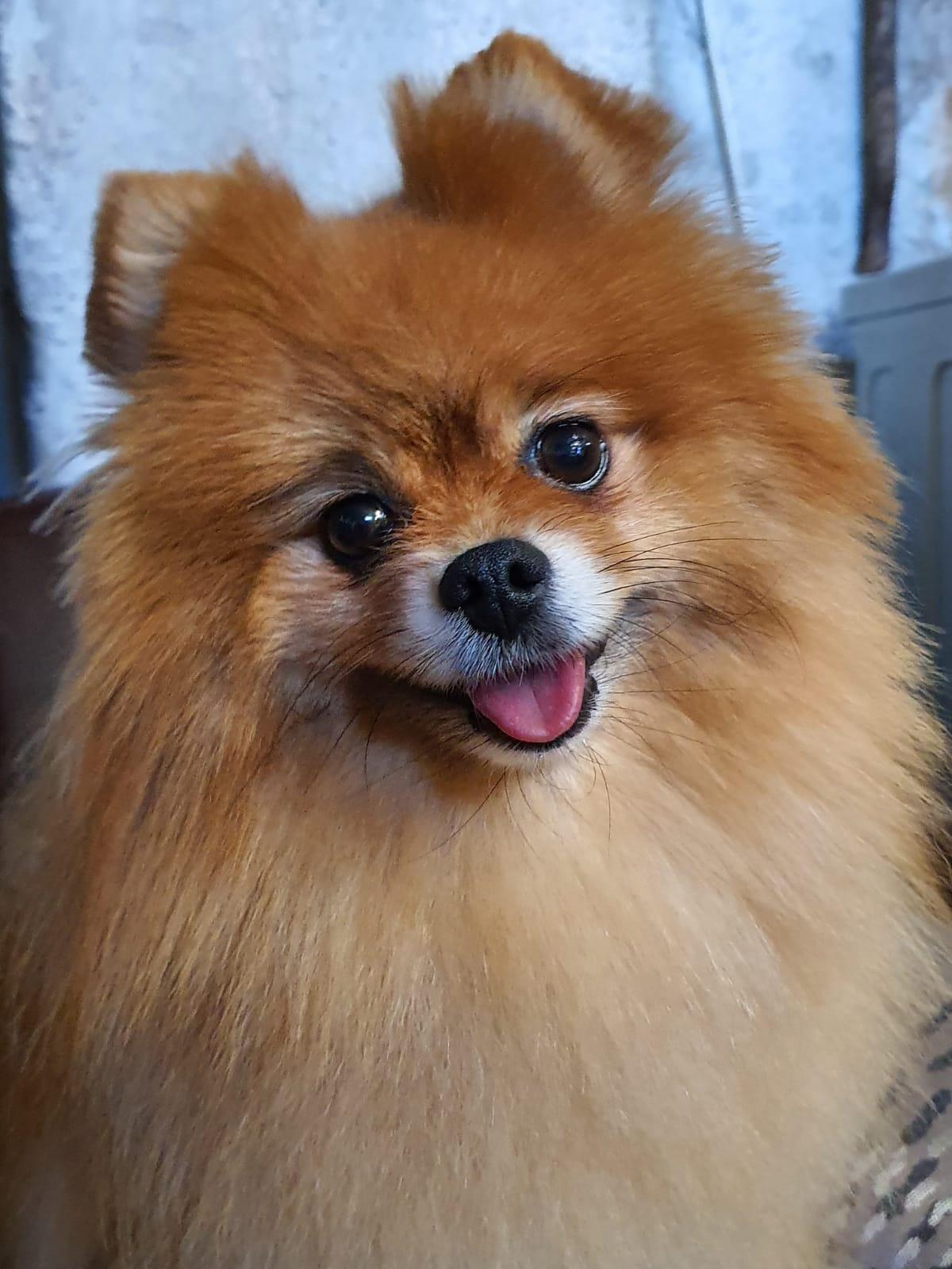 Here is Roxy | Scrolller