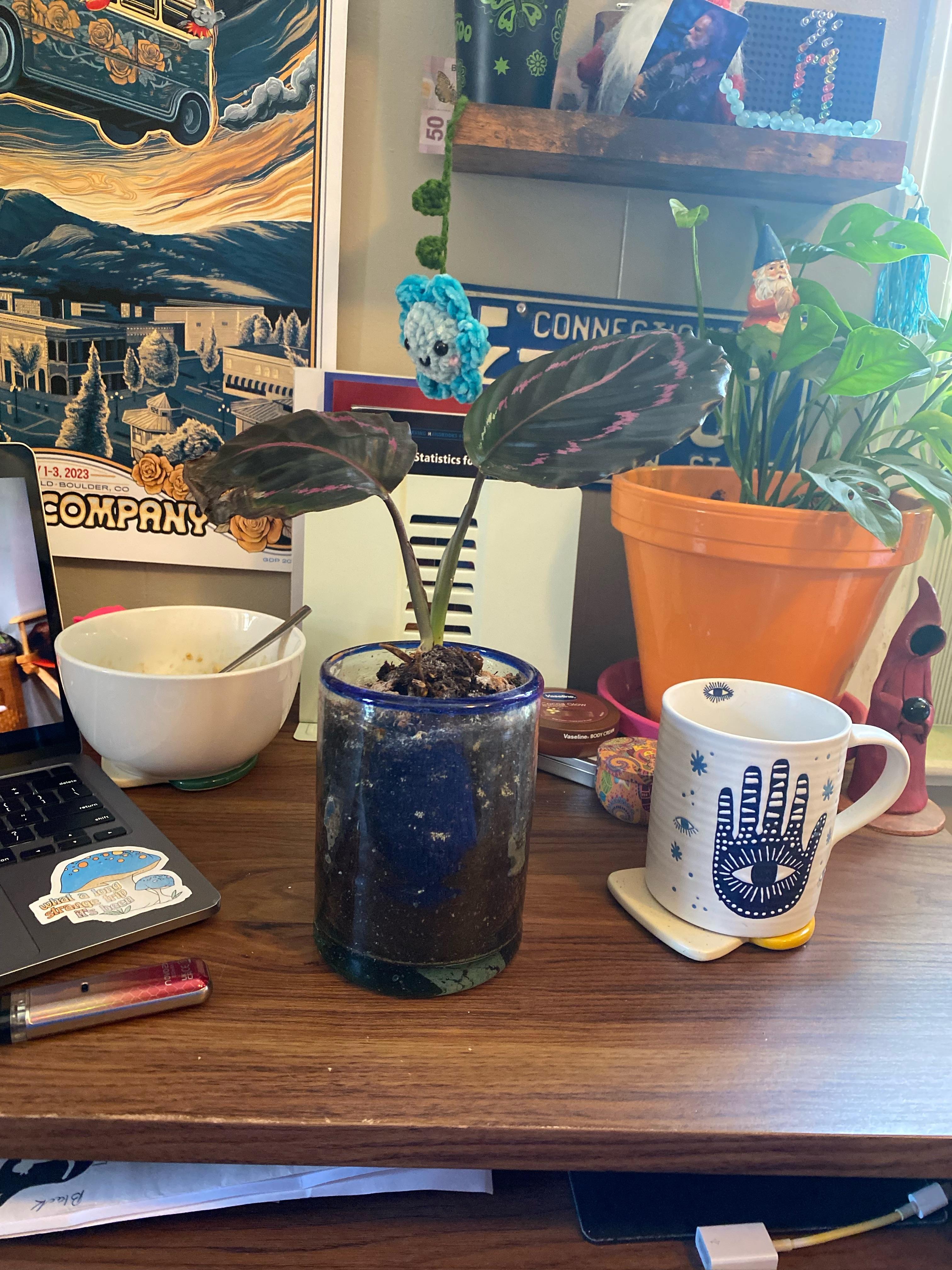 Help!! Are these eggs? | Scrolller