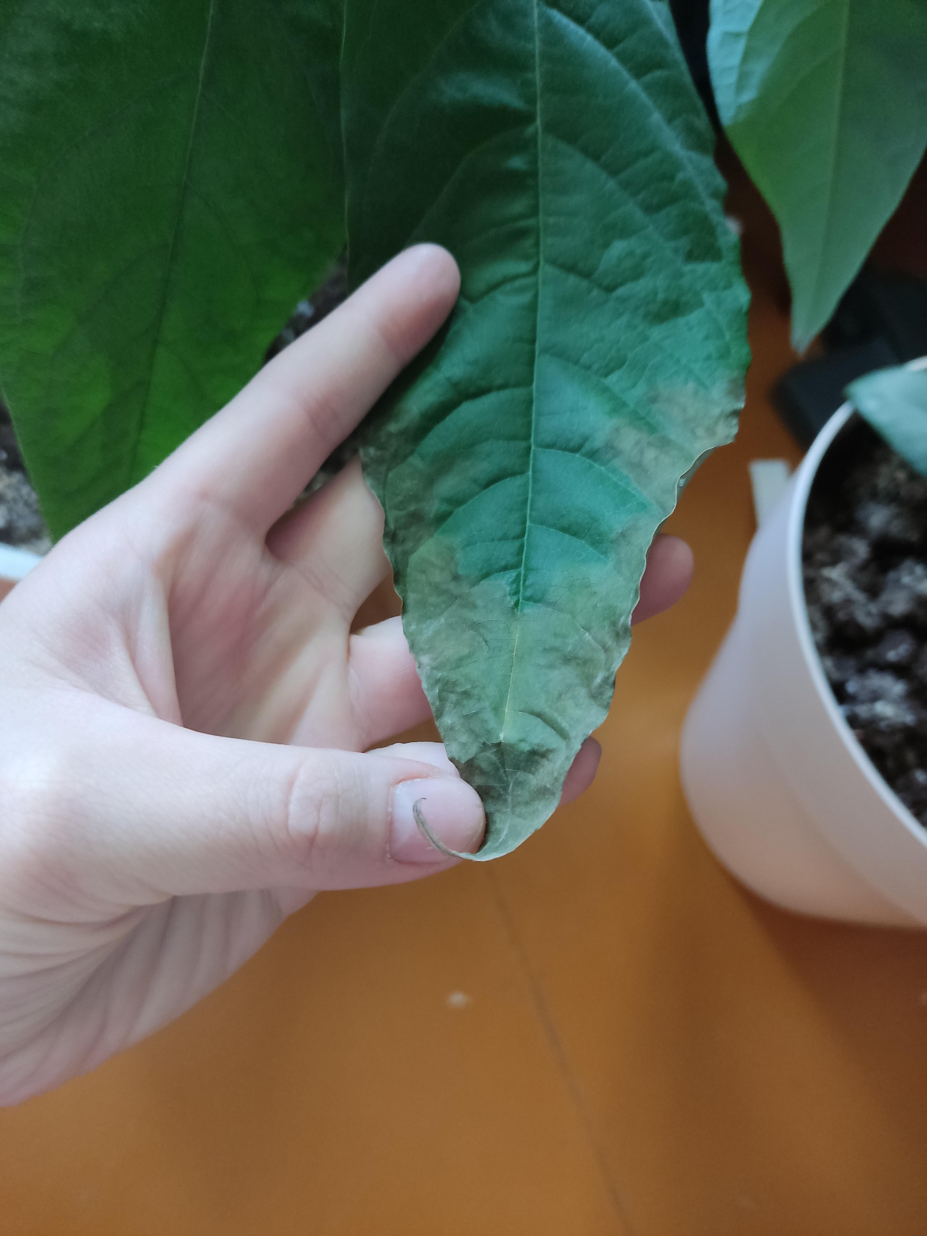 What's wrong with my avocado? | Scrolller