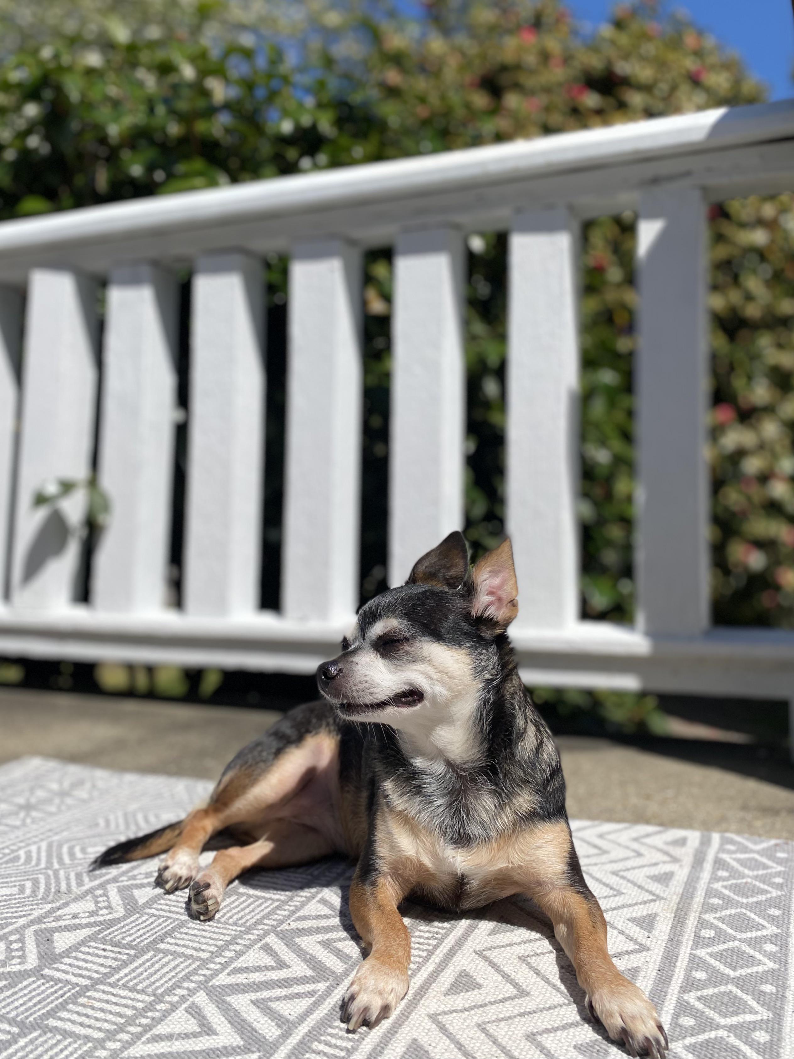 Anyone else enjoyin the sun as much as Stella Bean?! 🤷🏻‍♀️🤣 Its CHI season! ️🐕💯 | Scrolller