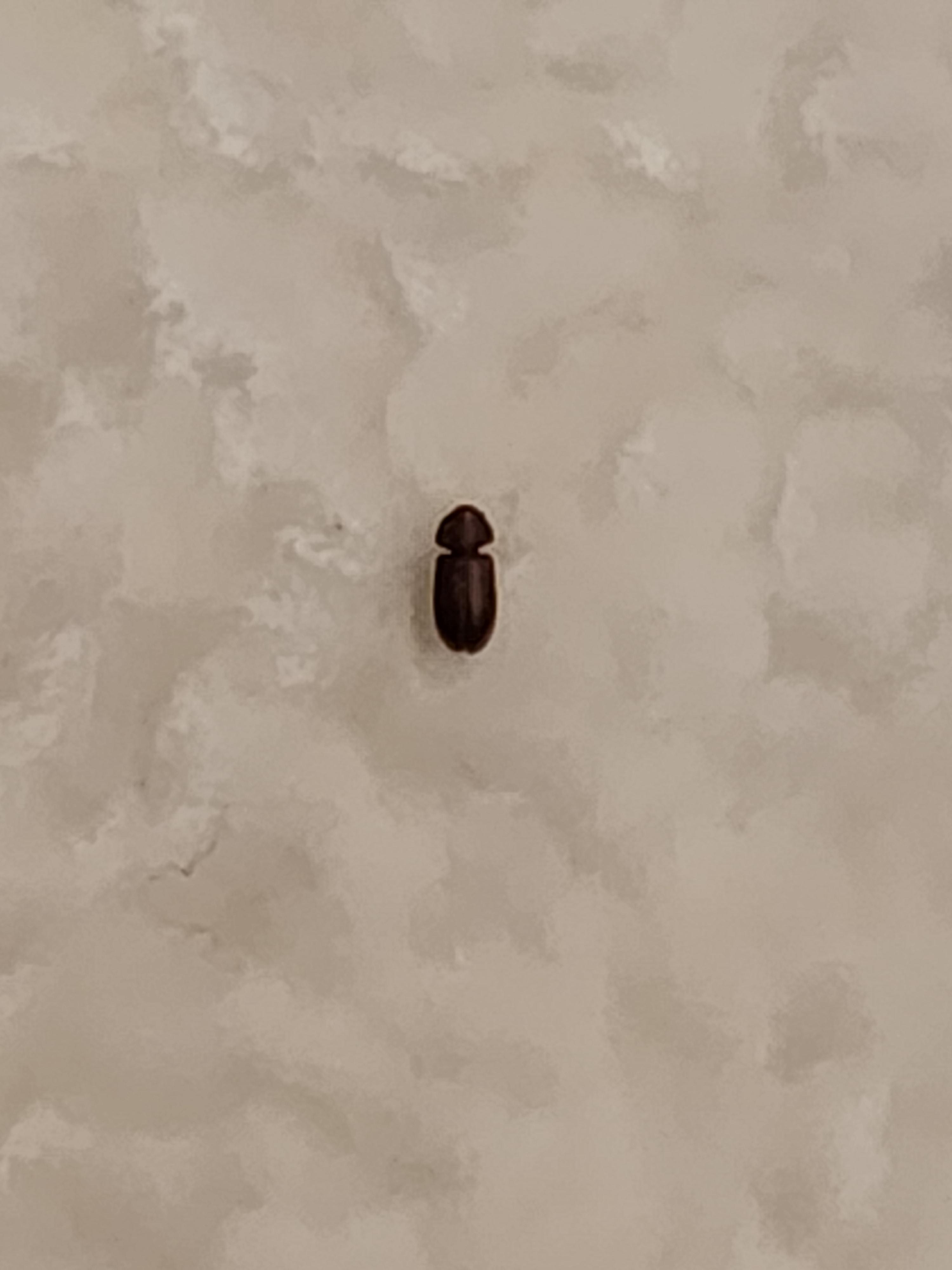 Discover more like Whatisthis: What are these bugs and Related Content | Scrolller