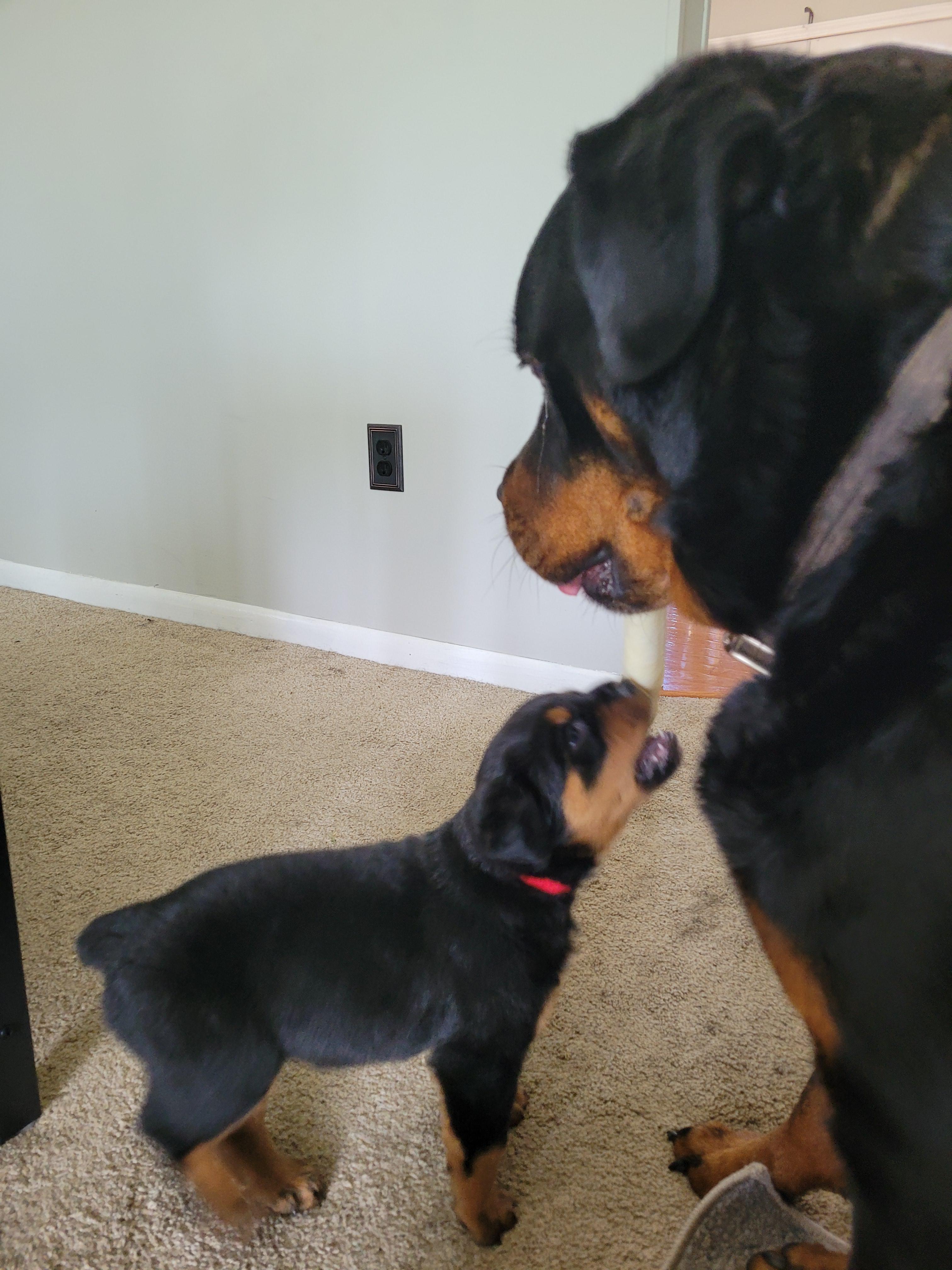 Baron doing what ever he can to annoy axle | Scrolller