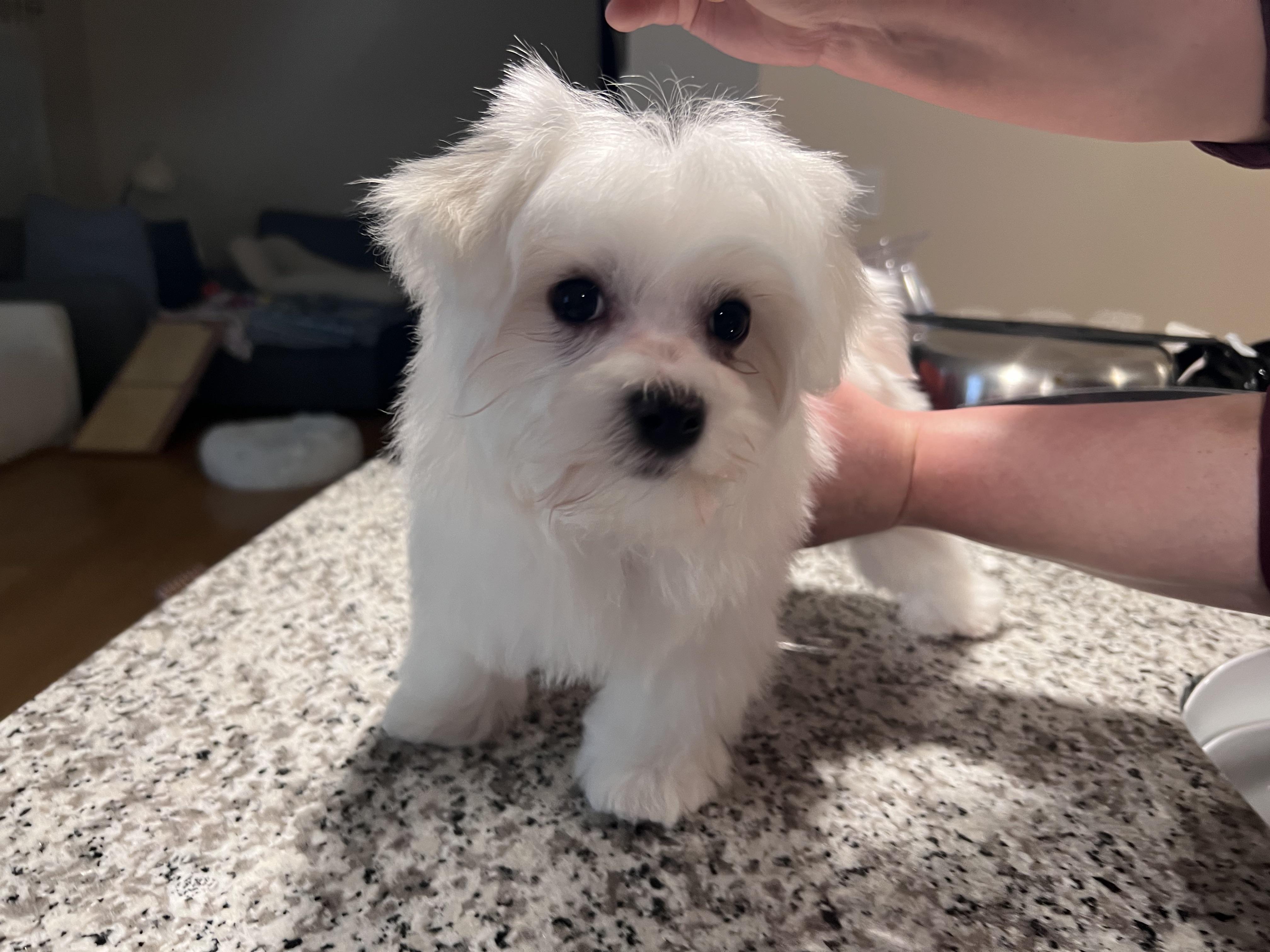 Nimbus - before and after his first grooming | Scrolller