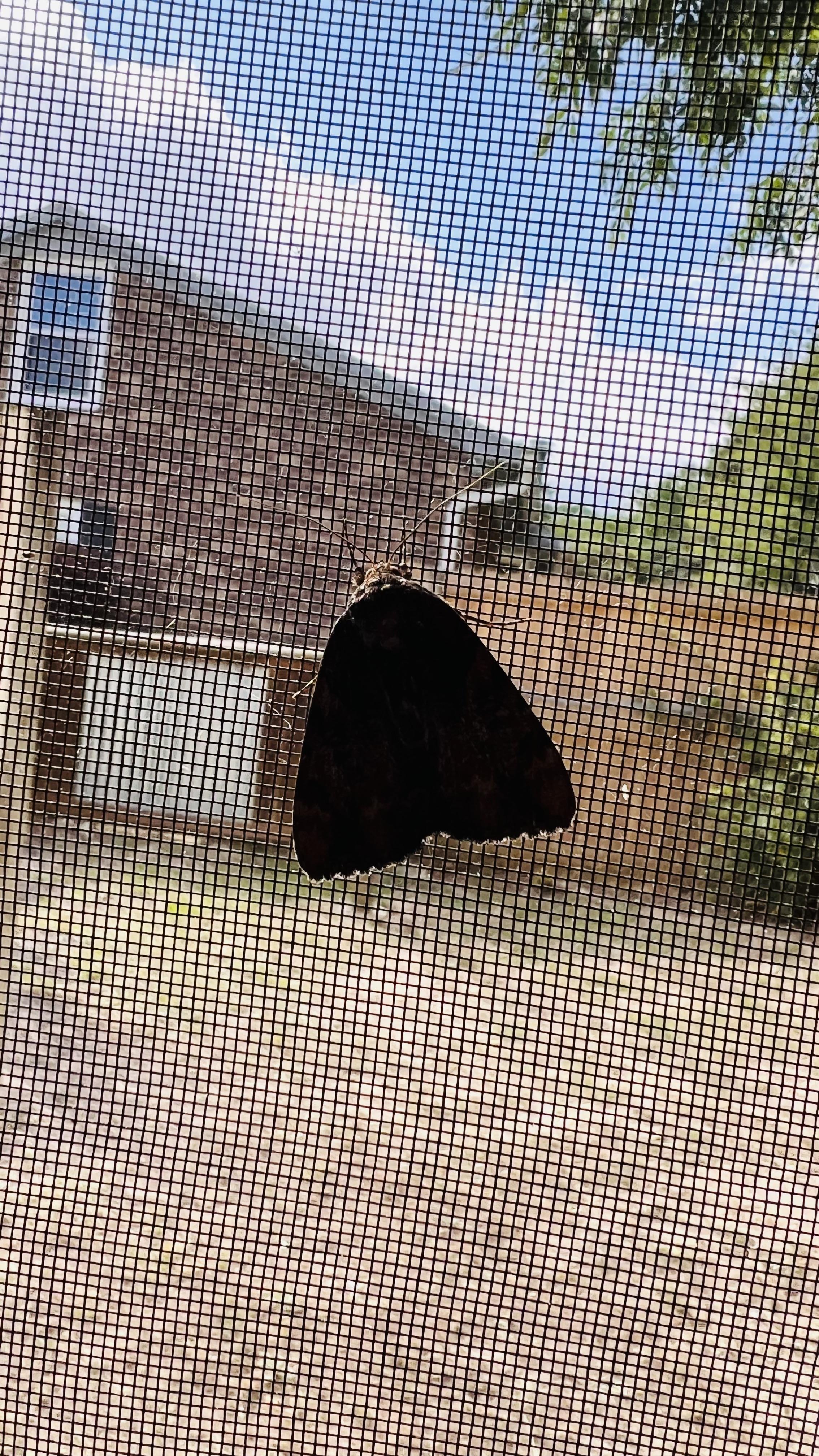 What is this moth? | Scrolller