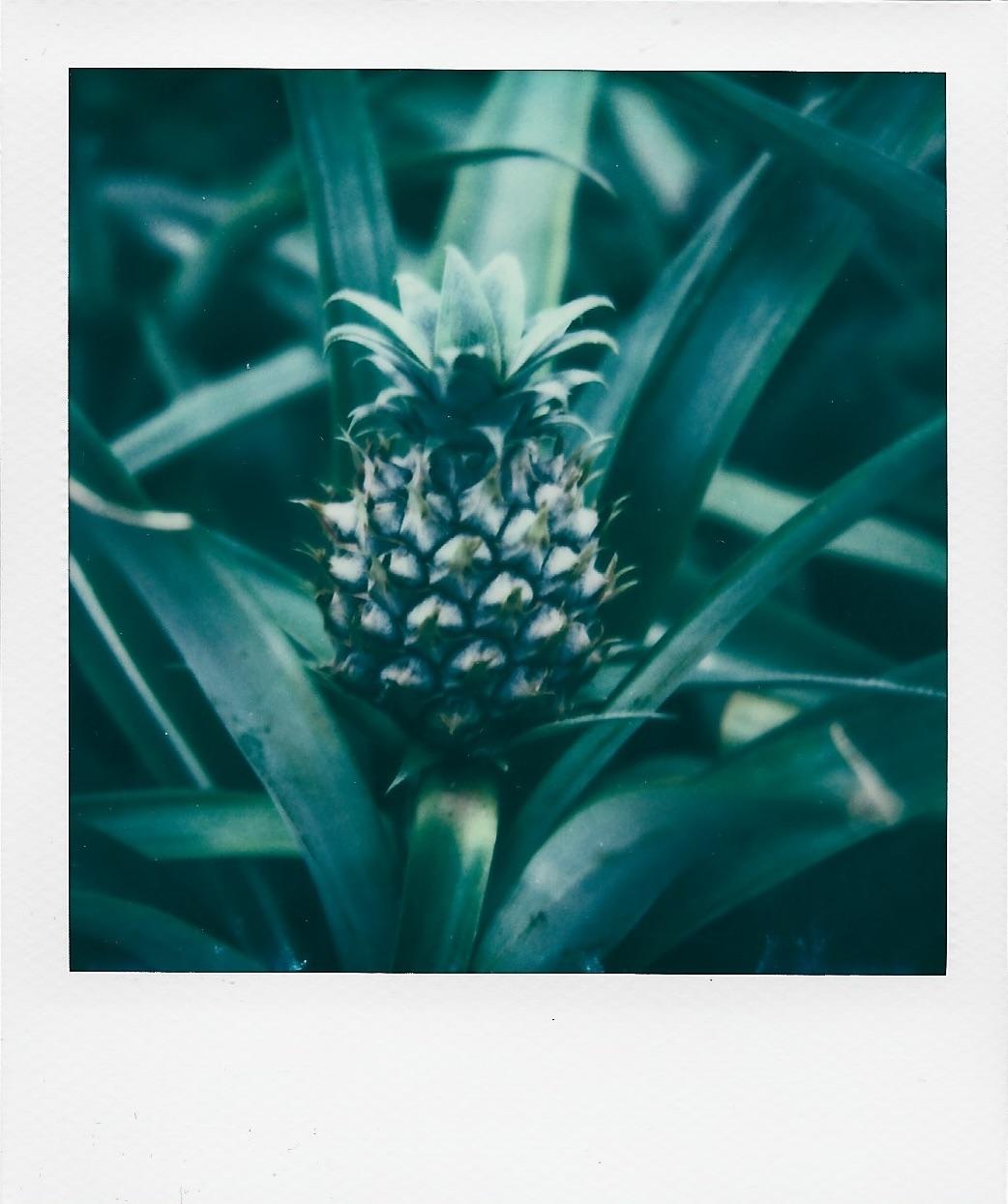 At the pineapple plantation, Ponta Delgada | Scrolller