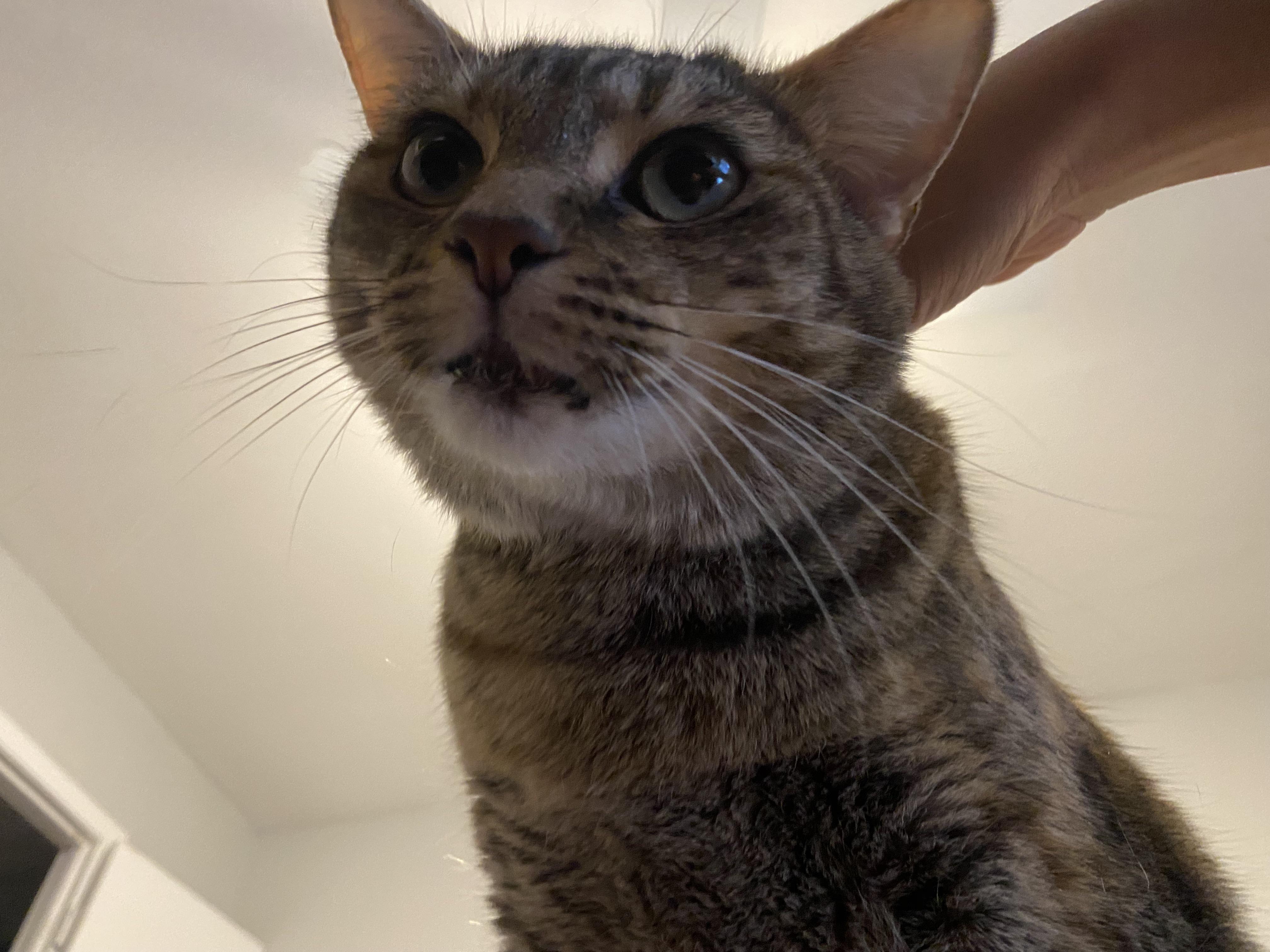 Y’shtola was rescued next to a trash can with a broken jaw, now that’s all healed up she has ...