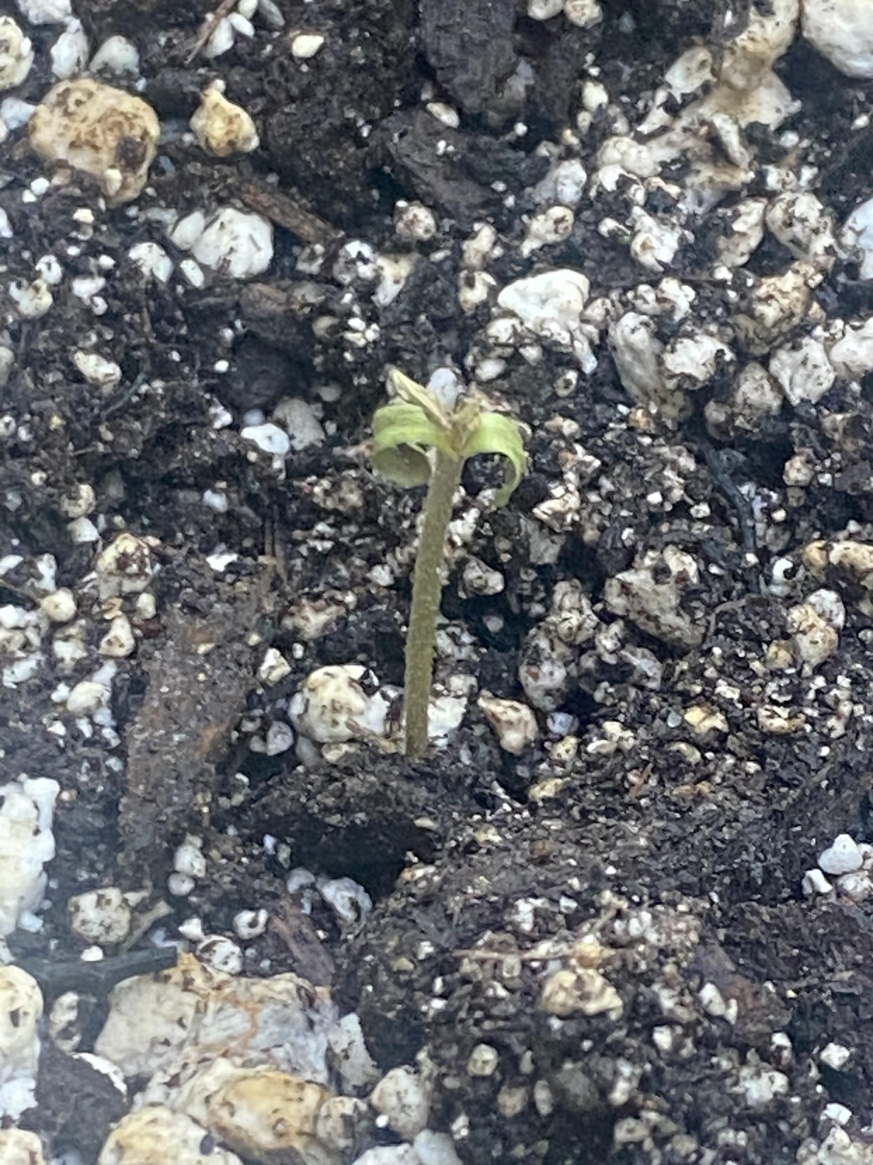 Help! Any tips? | Scrolller