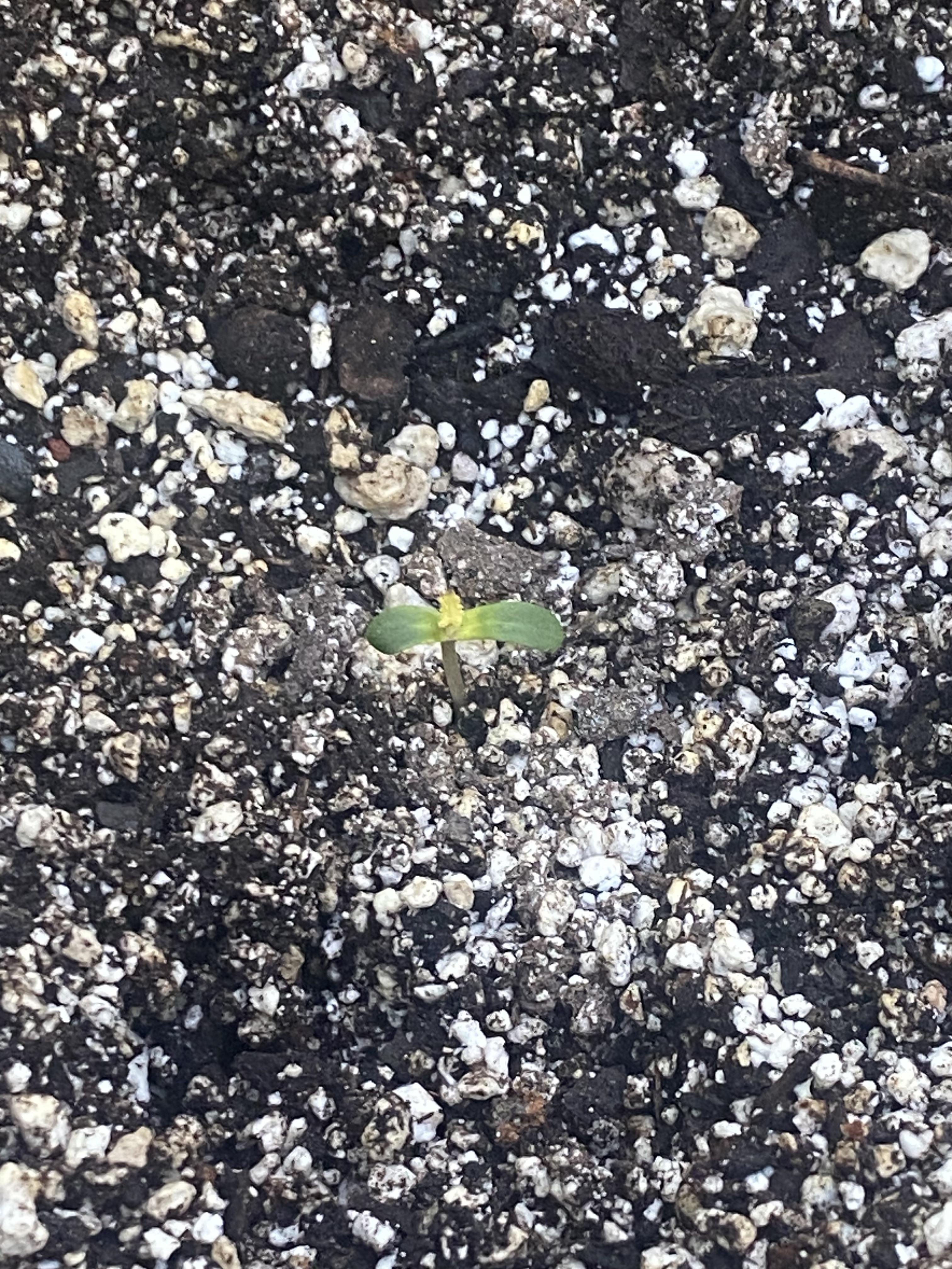 Help! Any tips? | Scrolller