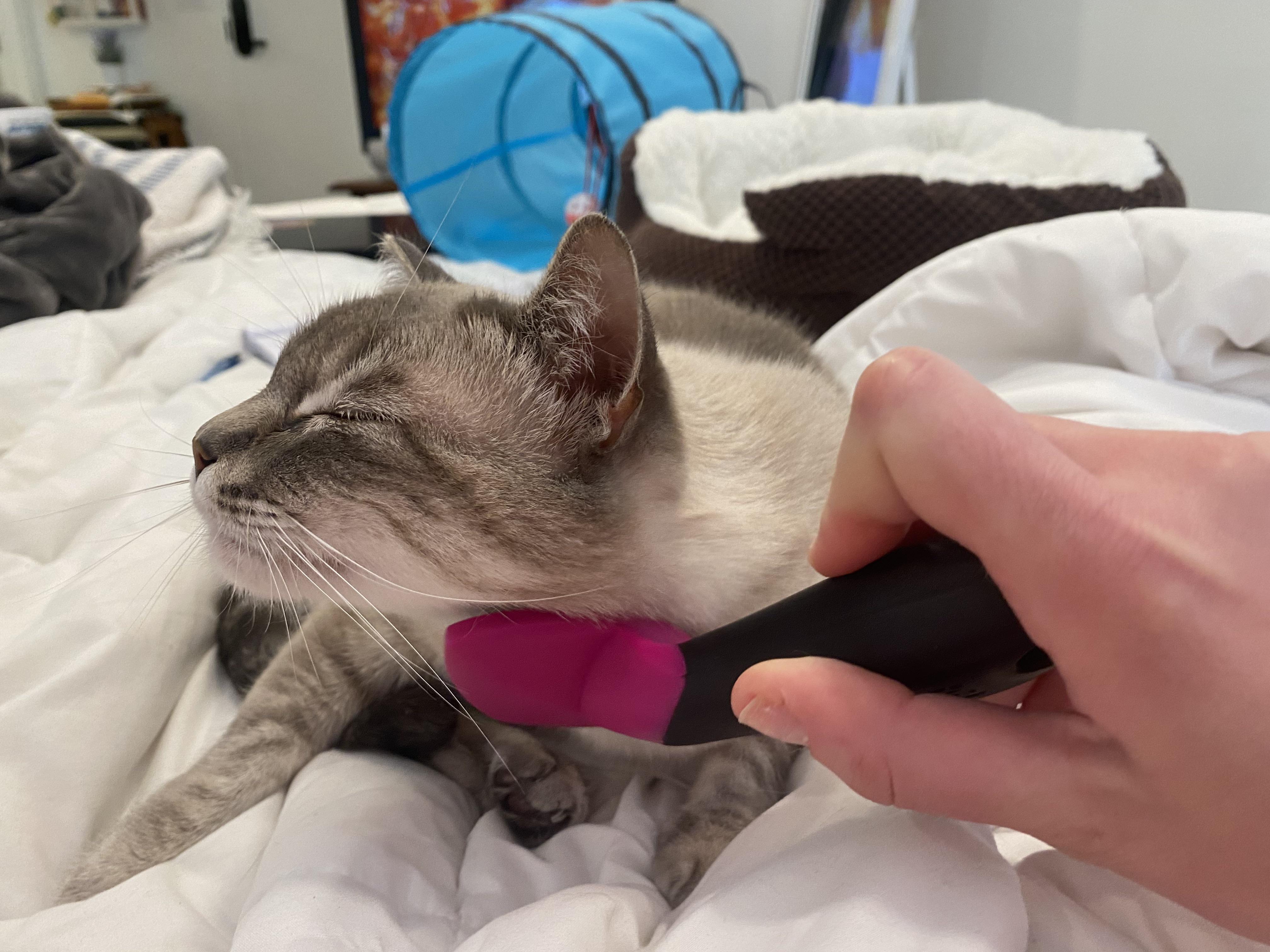 My itchy-chinned girl’s favorite part of her bedtime routine | Scrolller