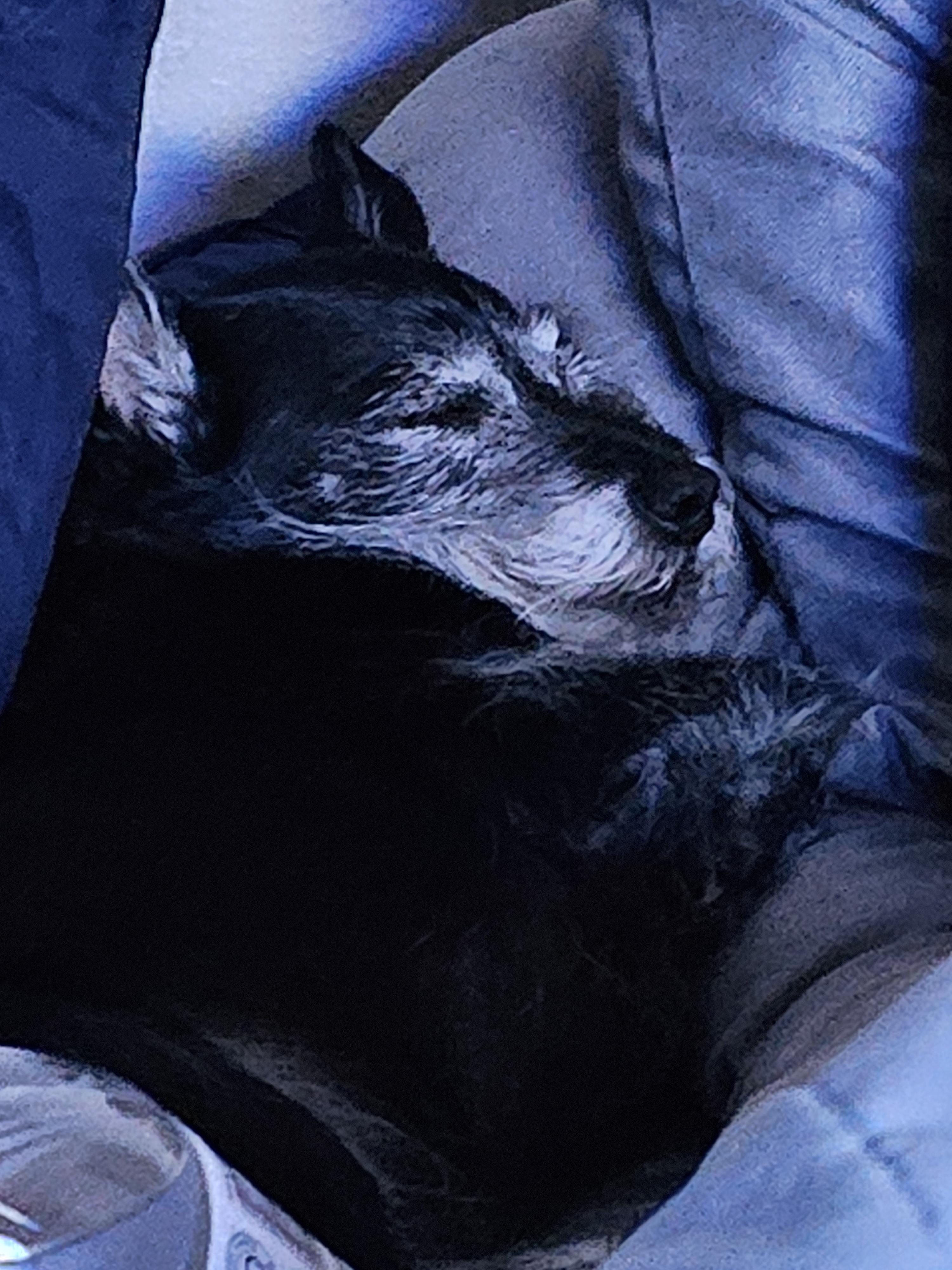 This Bellas "Husband" Binx. He has a stubby tail that hides under his fur | Scrolller