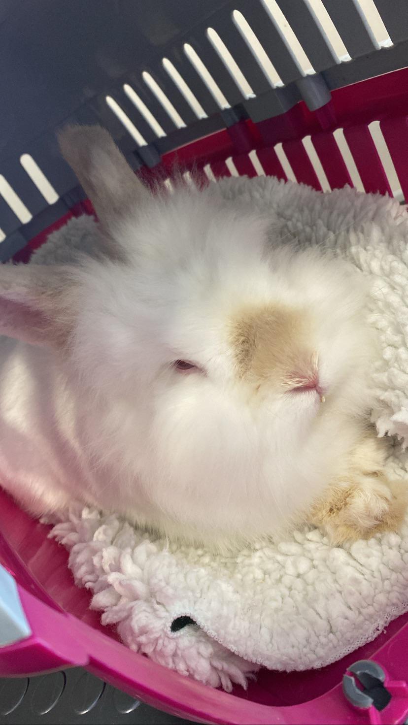 Bunny before and after rescue | Scrolller