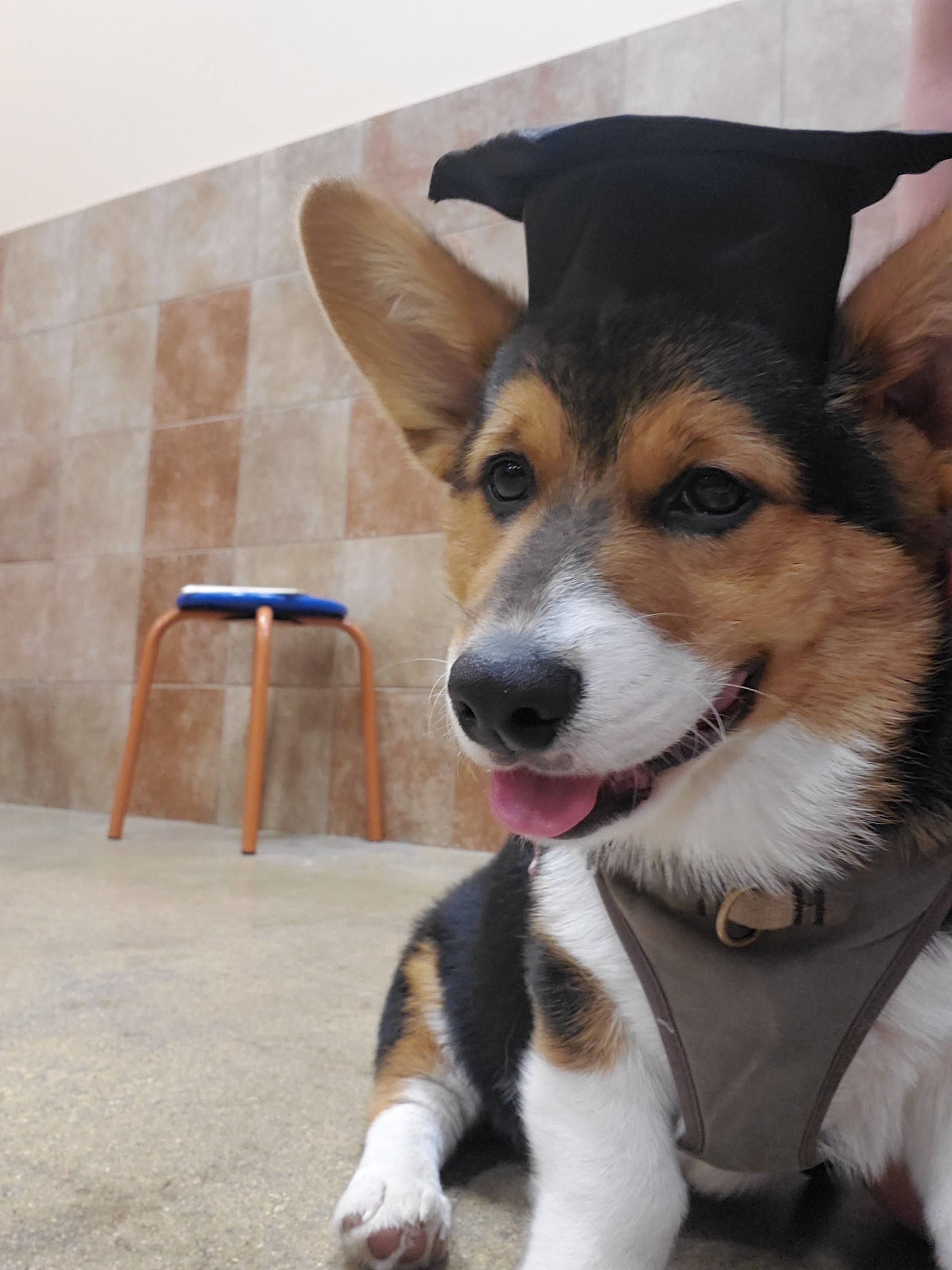 Graduated puppy school today. Completely exhausted from the effort. (OC) | Scrolller