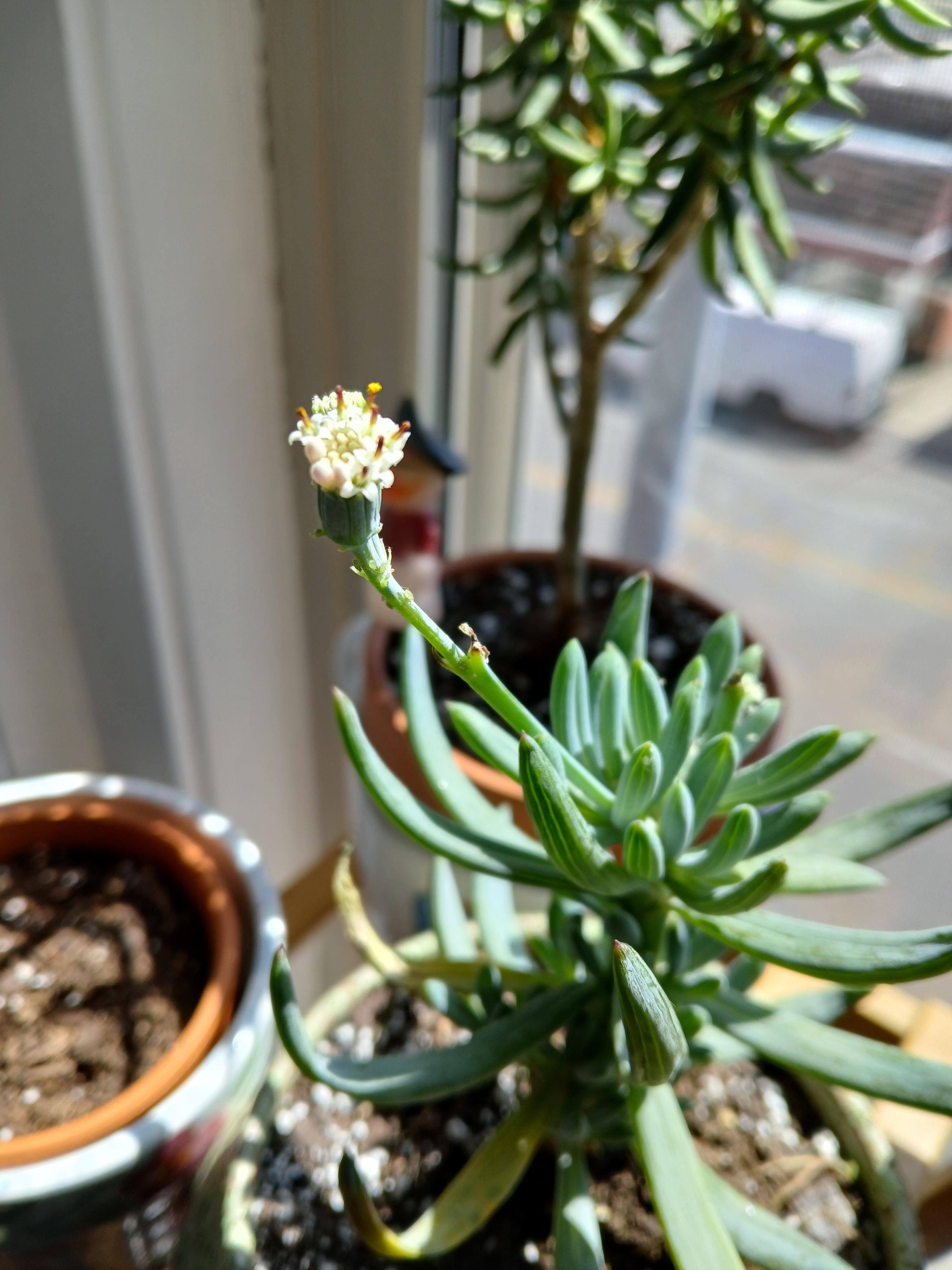 Senecio Serpens Blooming | Scrolller