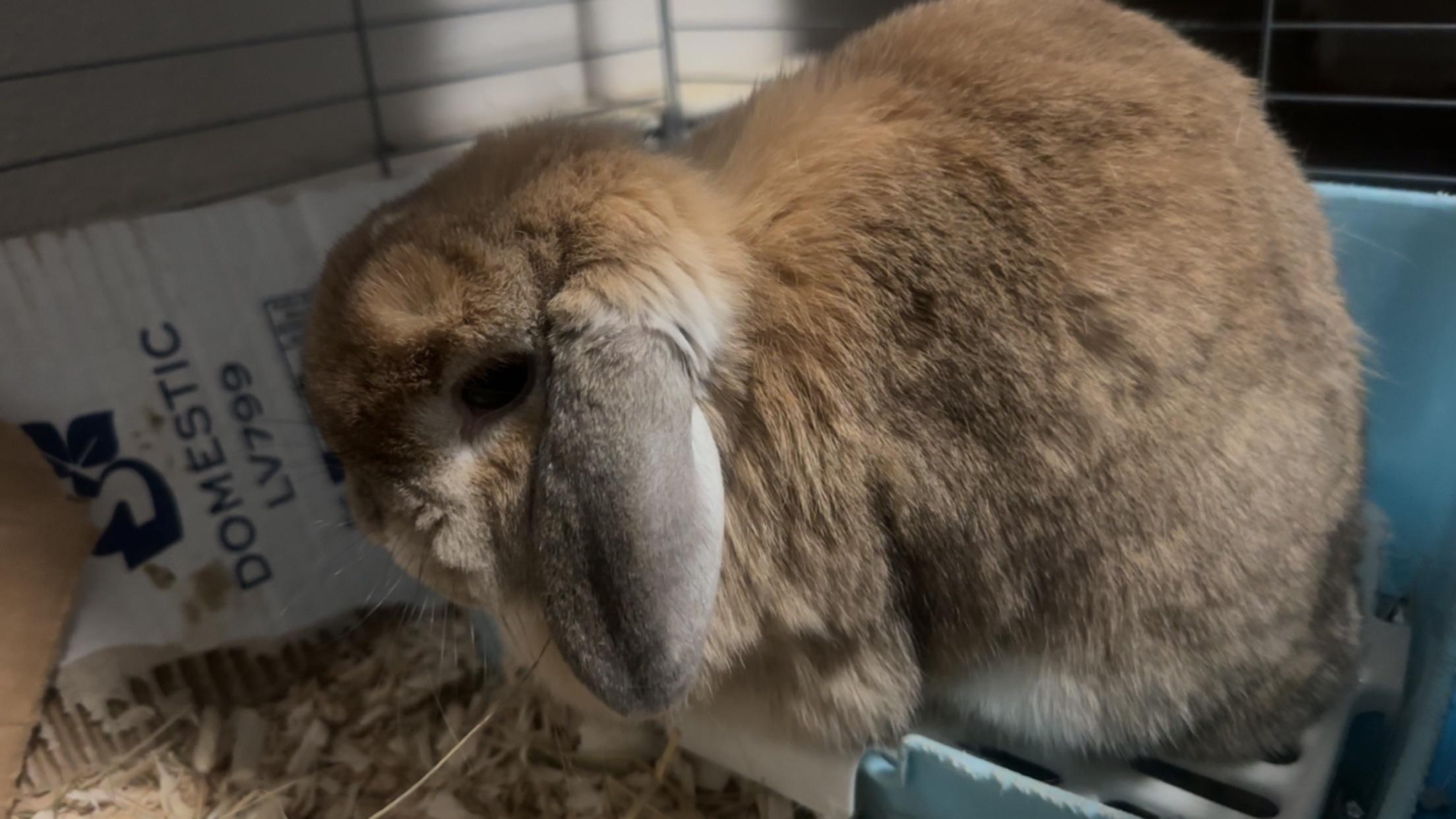 What breed is my rabbit? | Scrolller