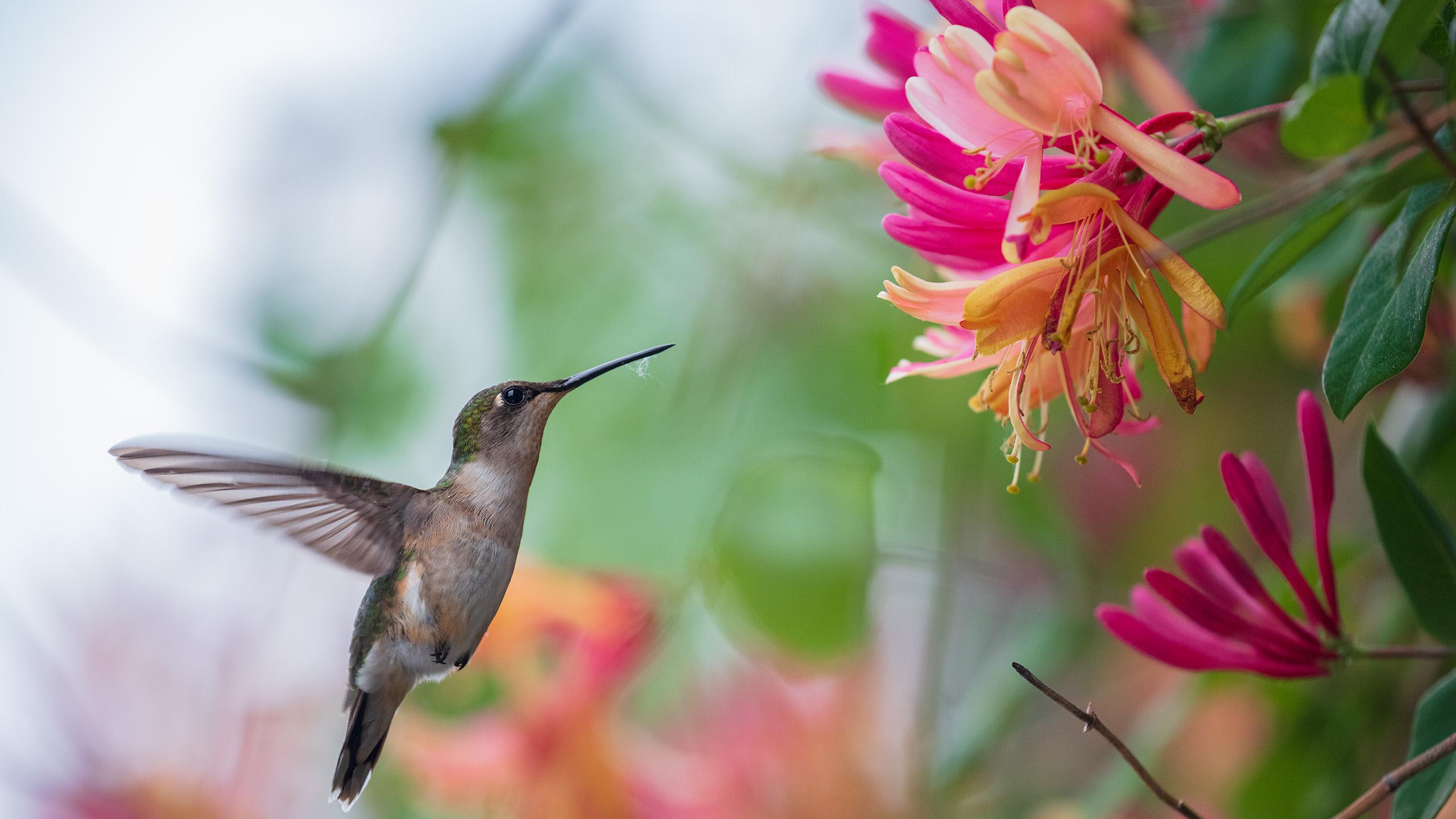 Ruby throated hummingbird | Scrolller