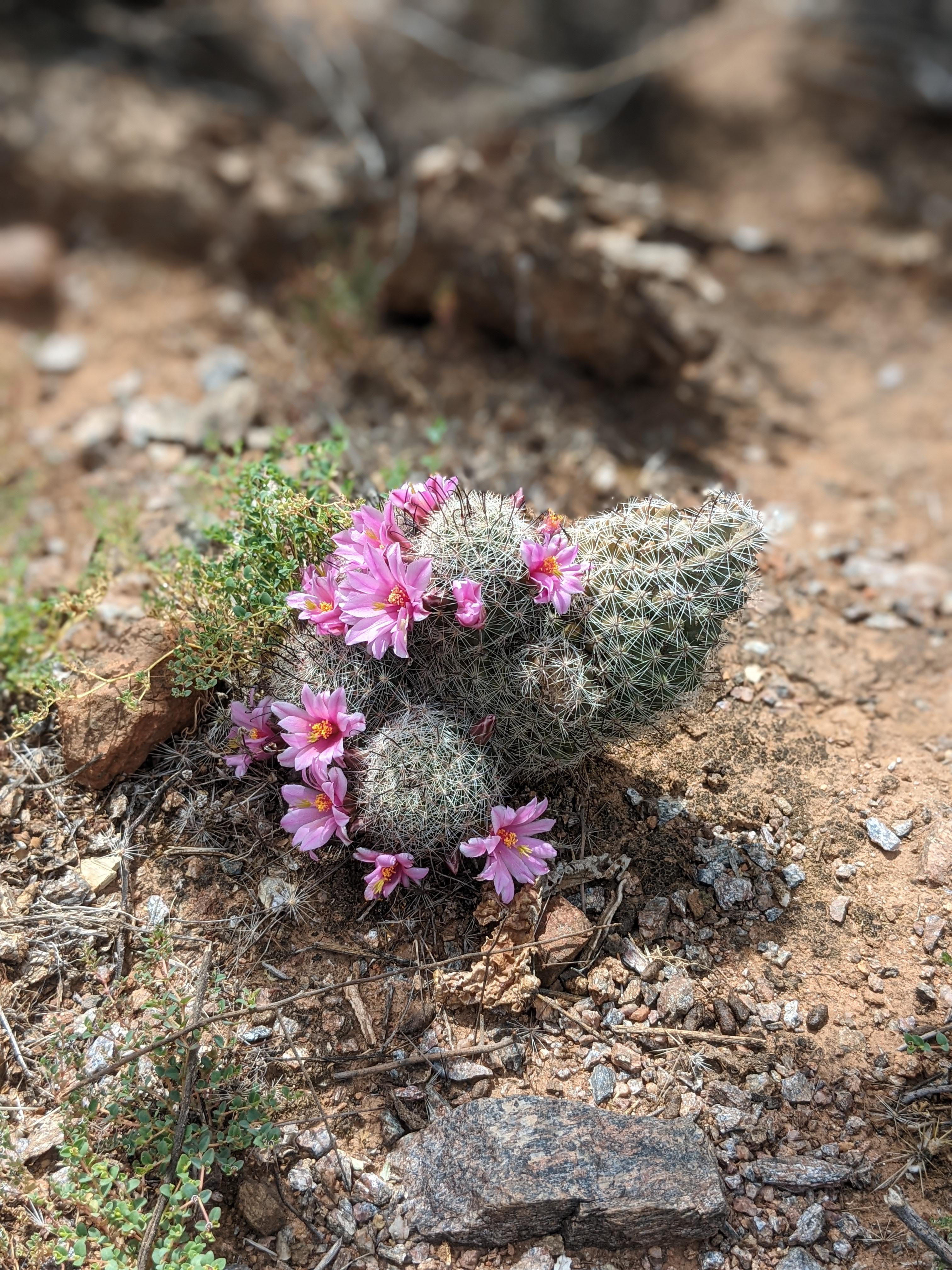 Cacti In Bloom - Superstition Mountains | Scrolller