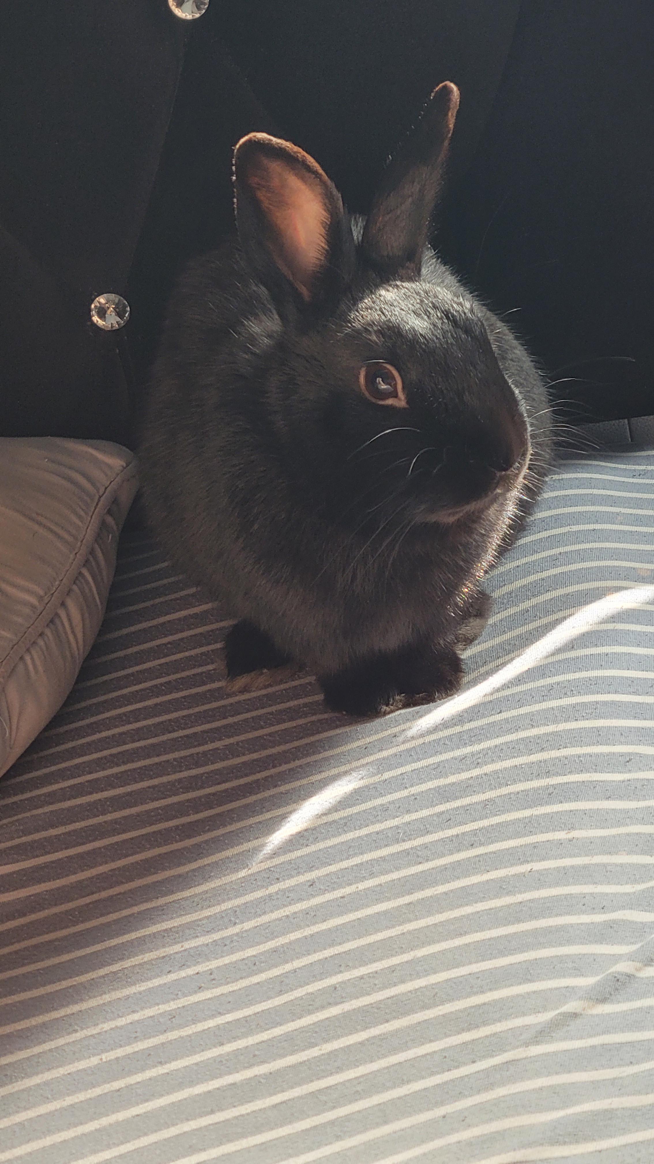 Here is our sweet void, Echo! I wish I could see her more often | Scrolller