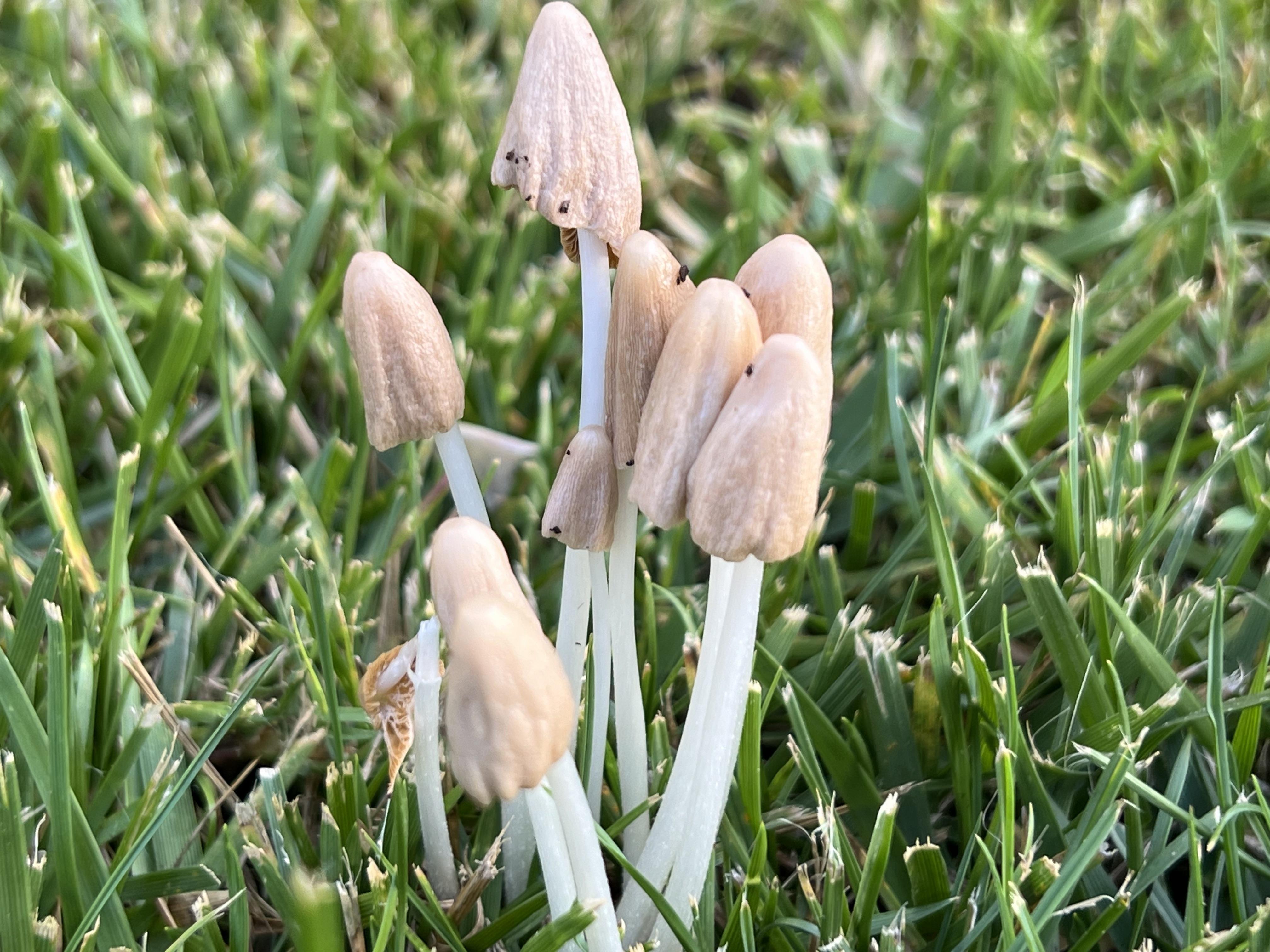Tons of these in my yard | Scrolller