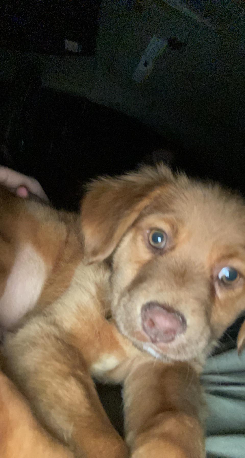 Can someone help me identify the breed or breeds? | Scrolller