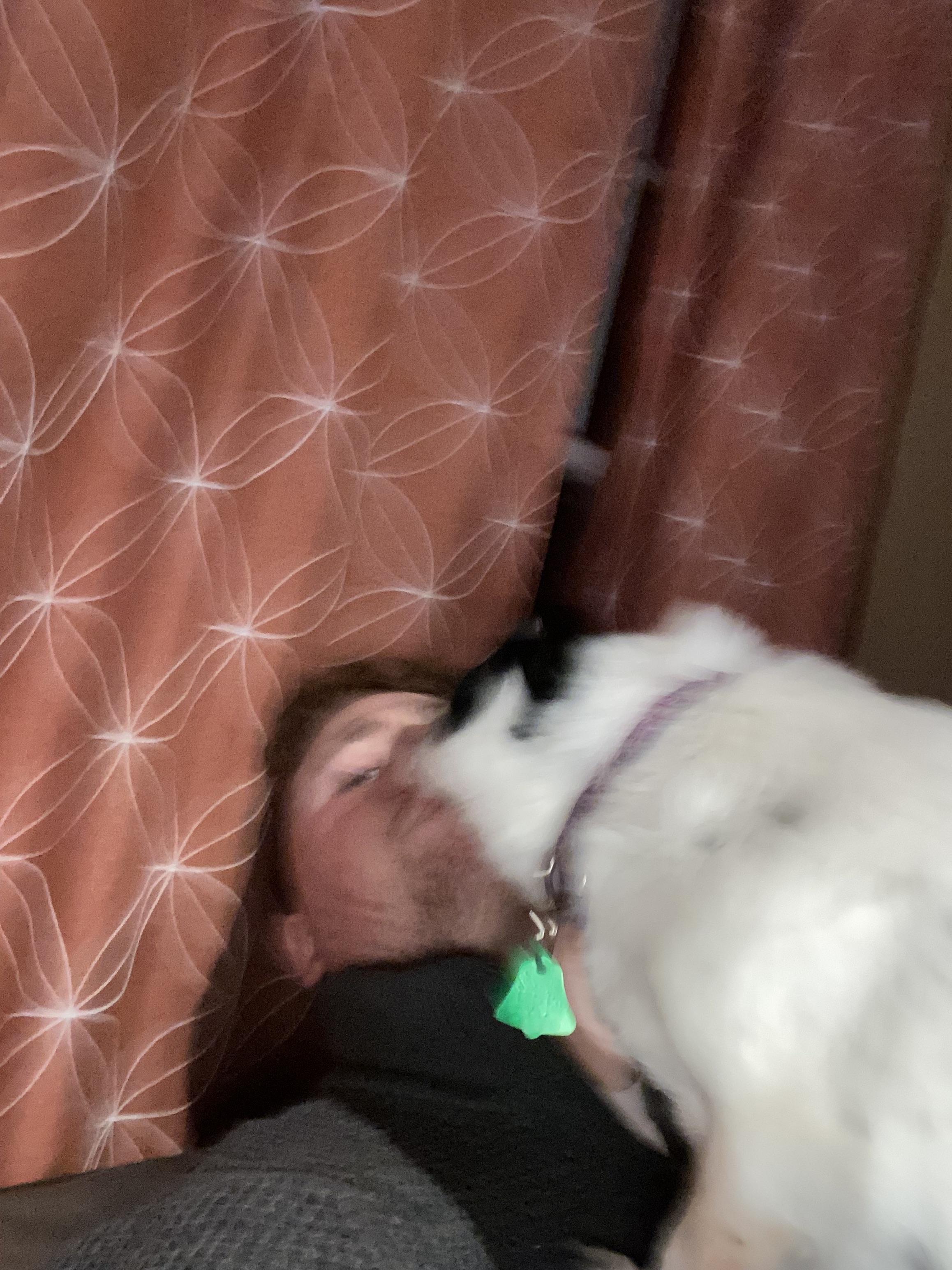 The Three Stages of a Chihuahua Kiss Attack! | Scrolller