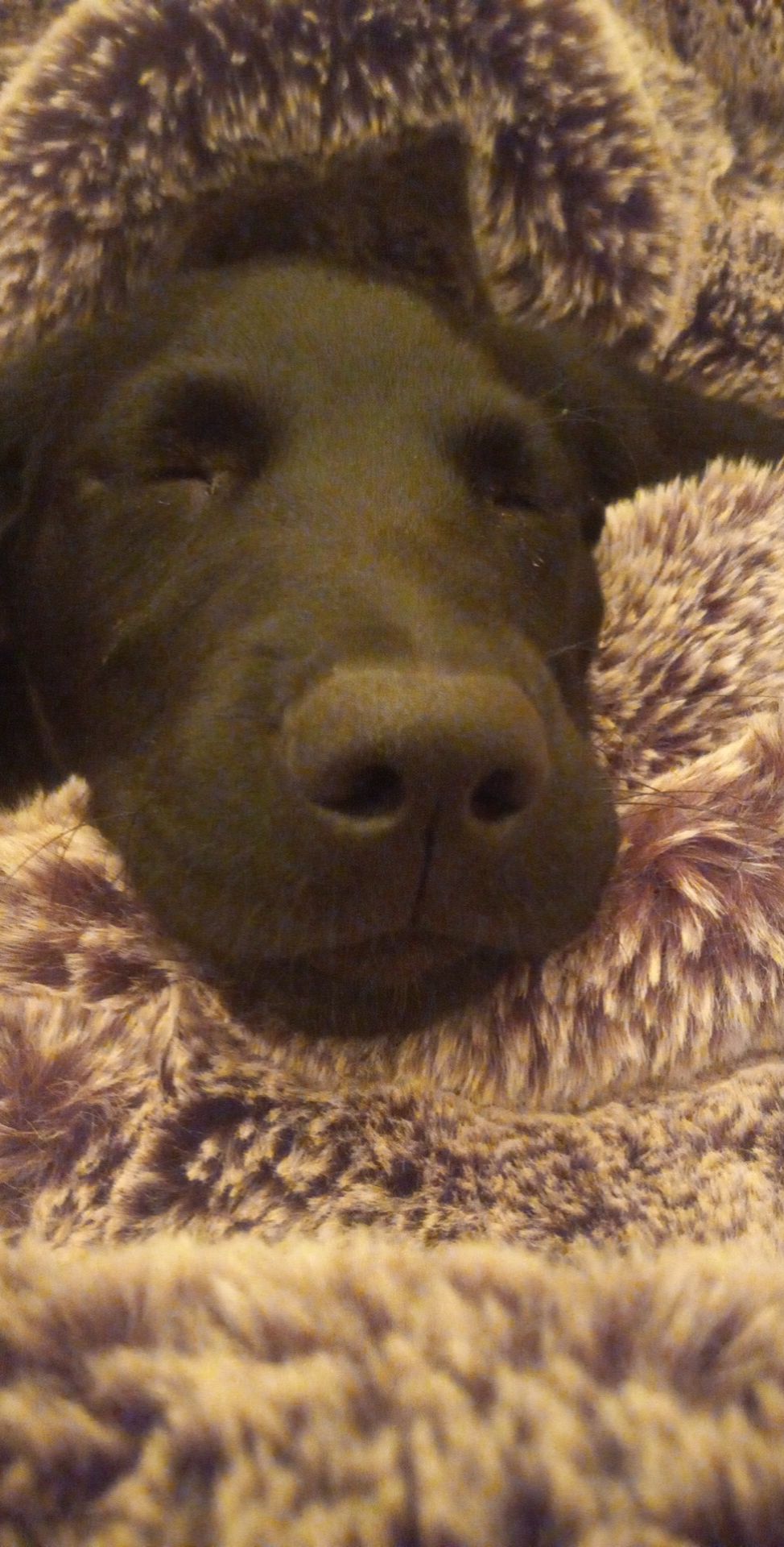 Content puppy (OC) | Scrolller