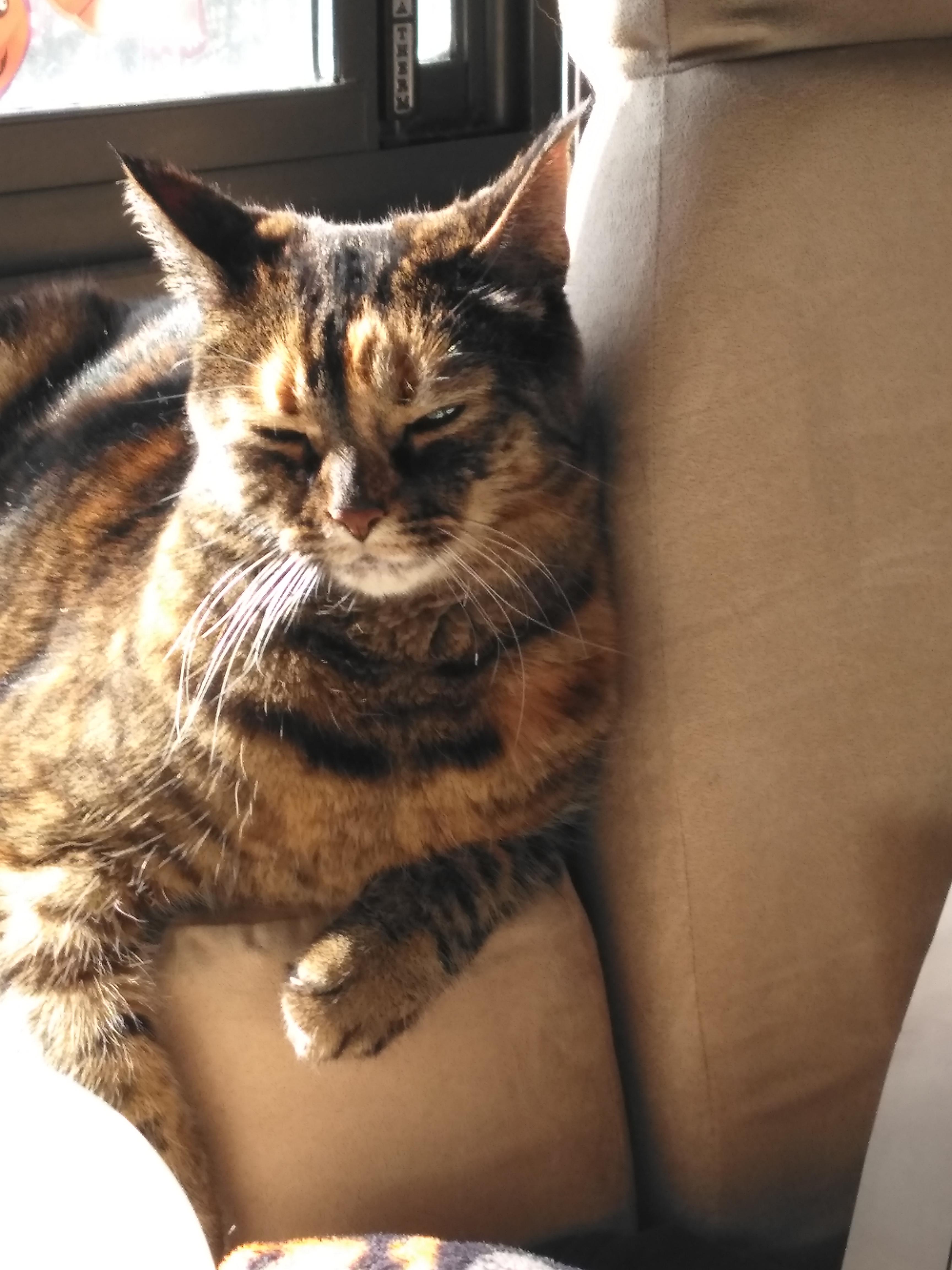 Here is not all but alot of pictures of my cats | Scrolller