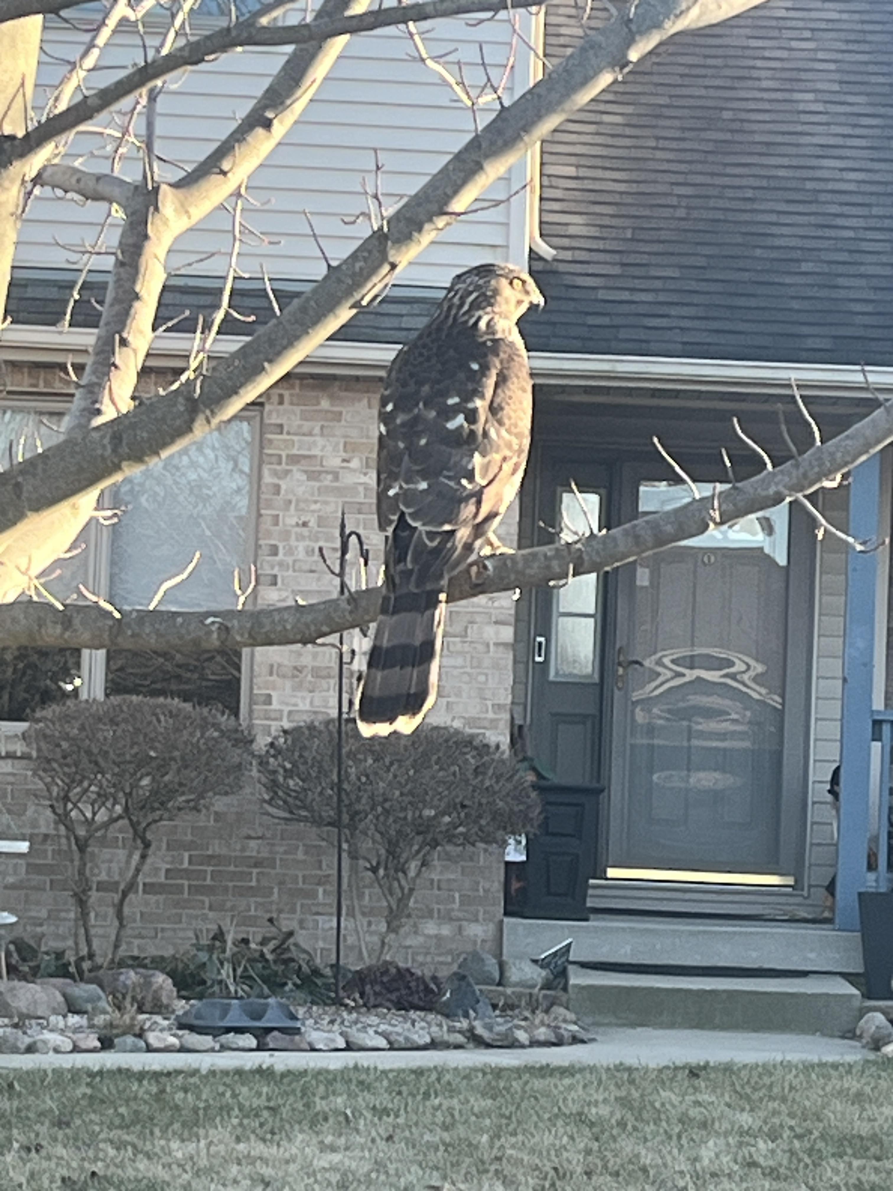 What is this bird | Scrolller