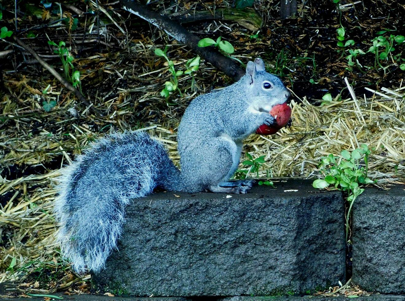 Lucy having a bite of apple. | Scrolller