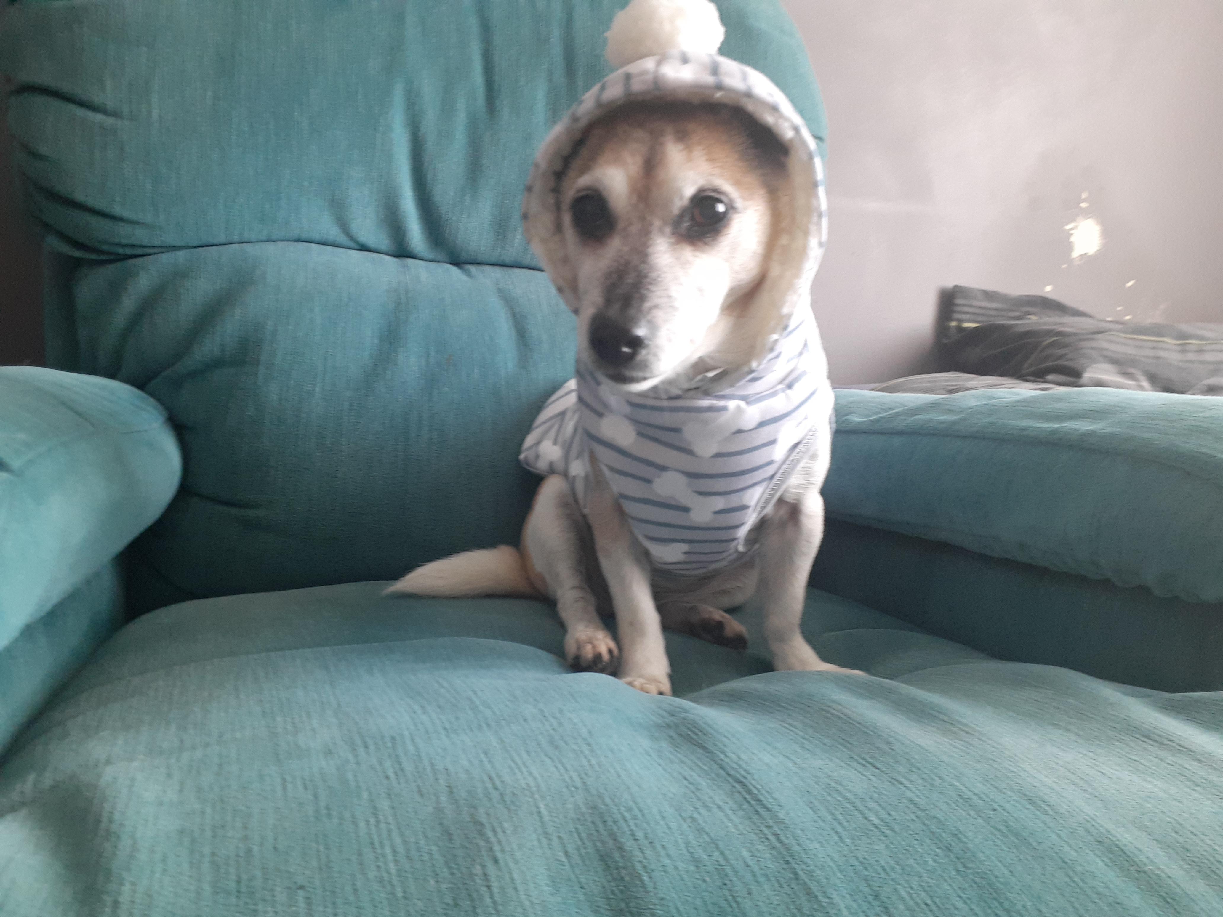 Shilos A Fan Of Her New Jumper Scrolller 5829