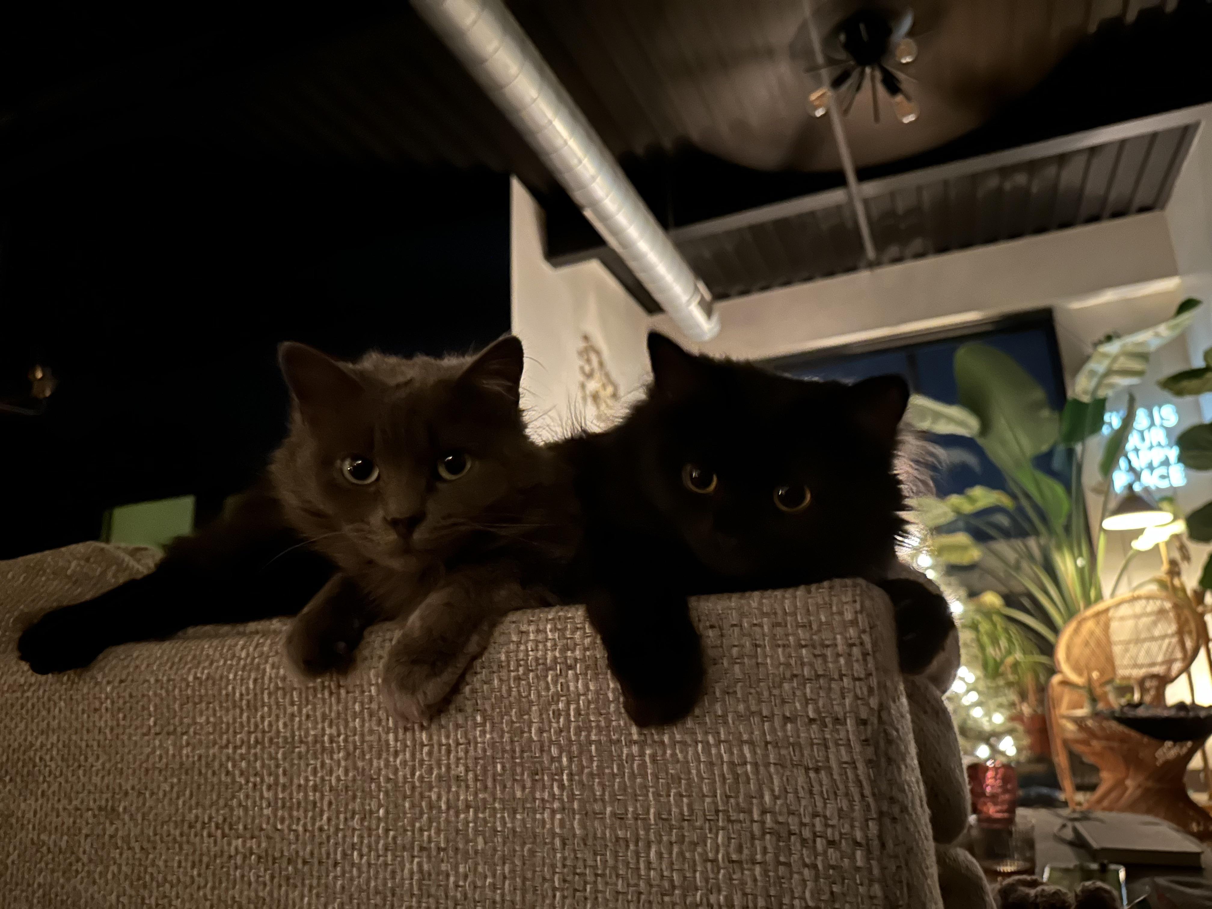 Mischief turning into a void-shaped seatbelt to keep her sister on the couch. | Scrolller