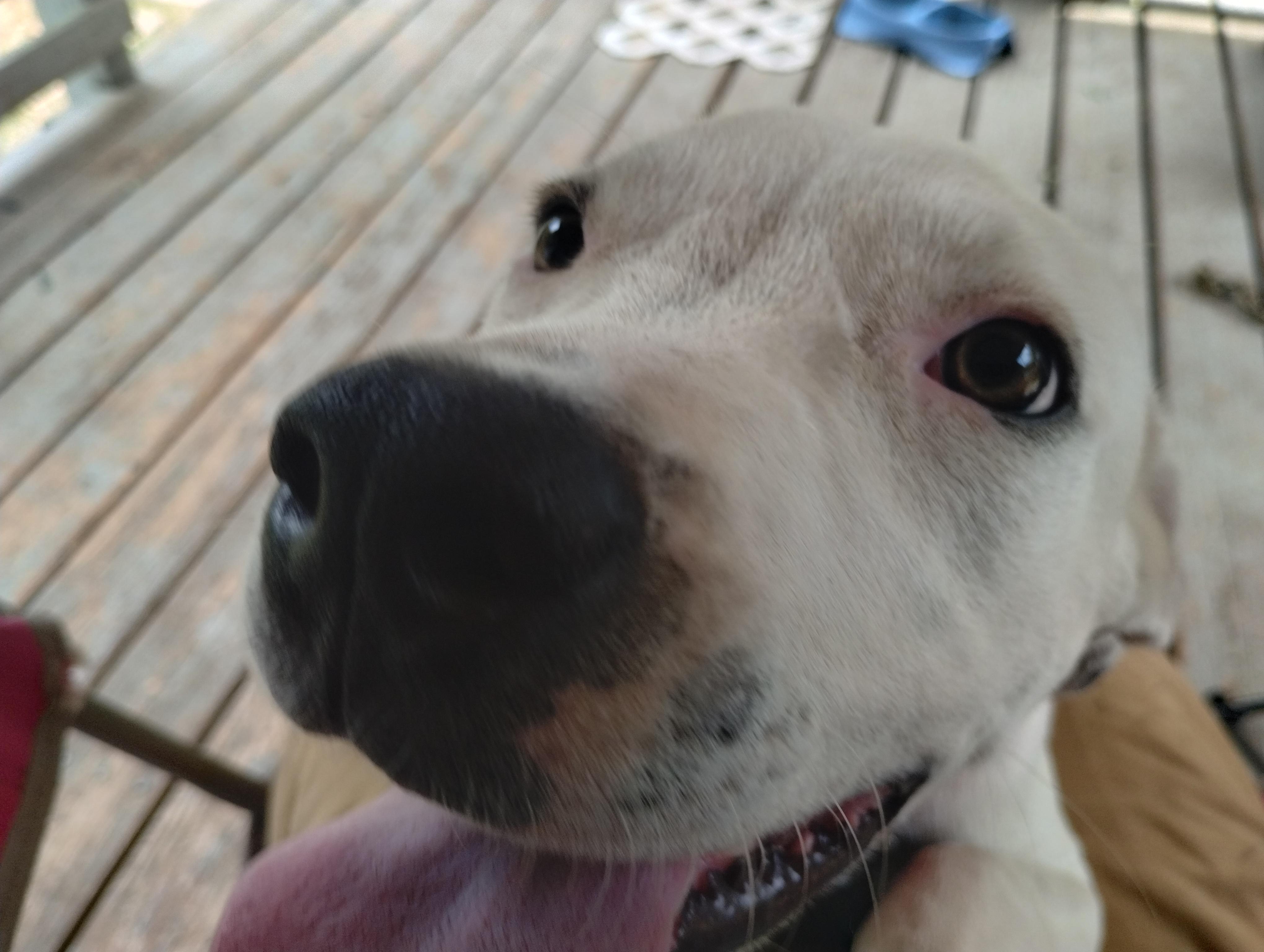 My little buddy Atlas (OC) | Scrolller