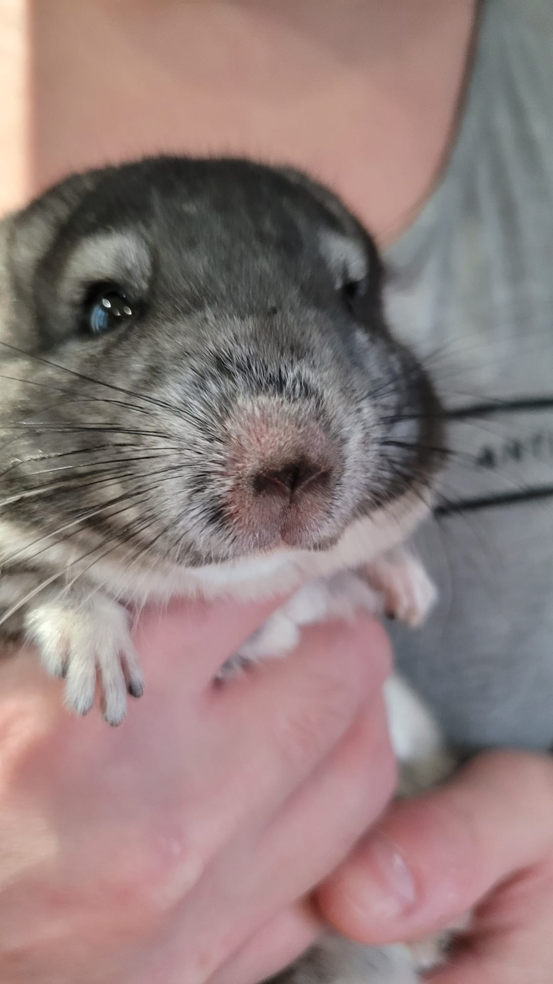 Discover more like Chinchilla: Help: is this ringworm? noticed it last night and now seems worse ...