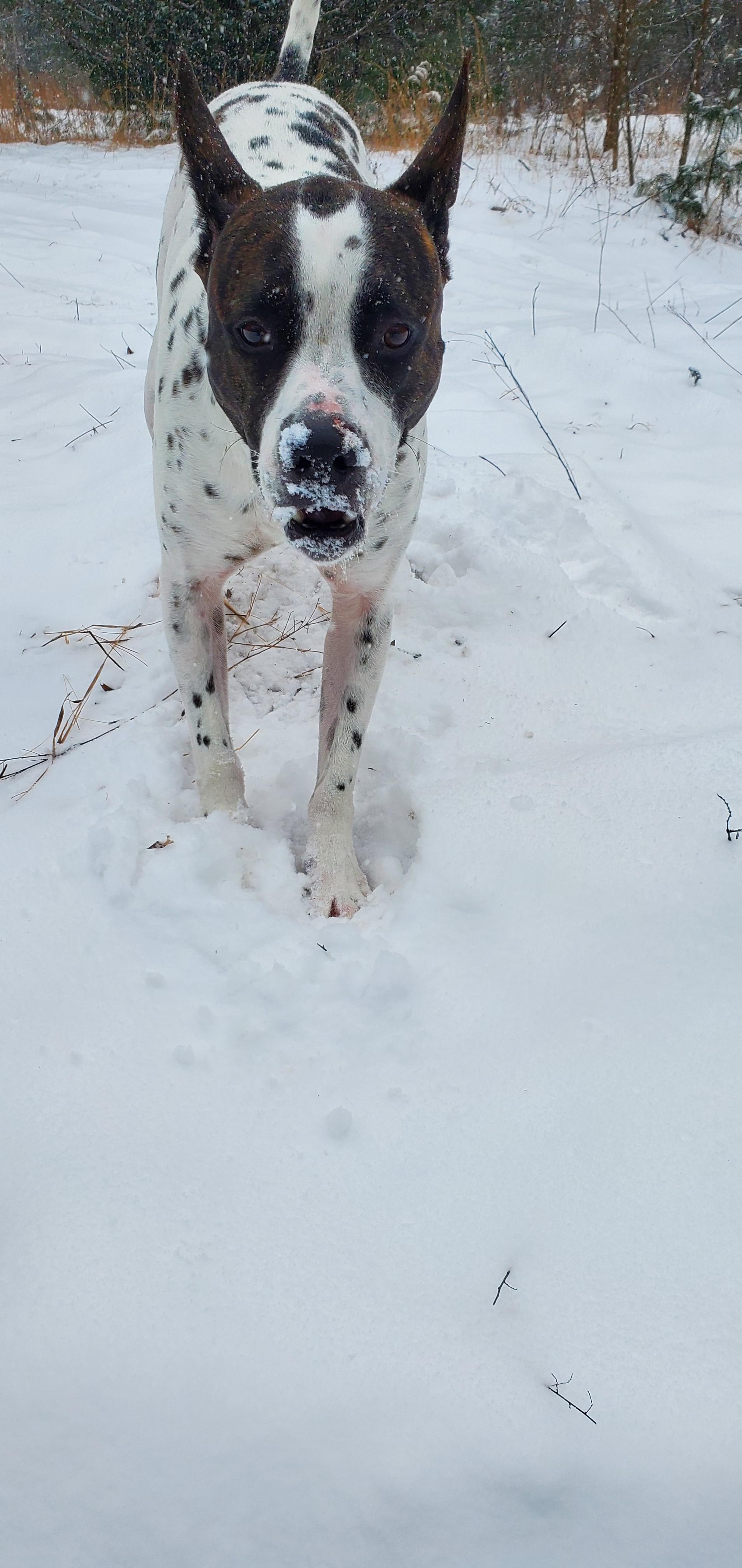 Snow buffet | Scrolller