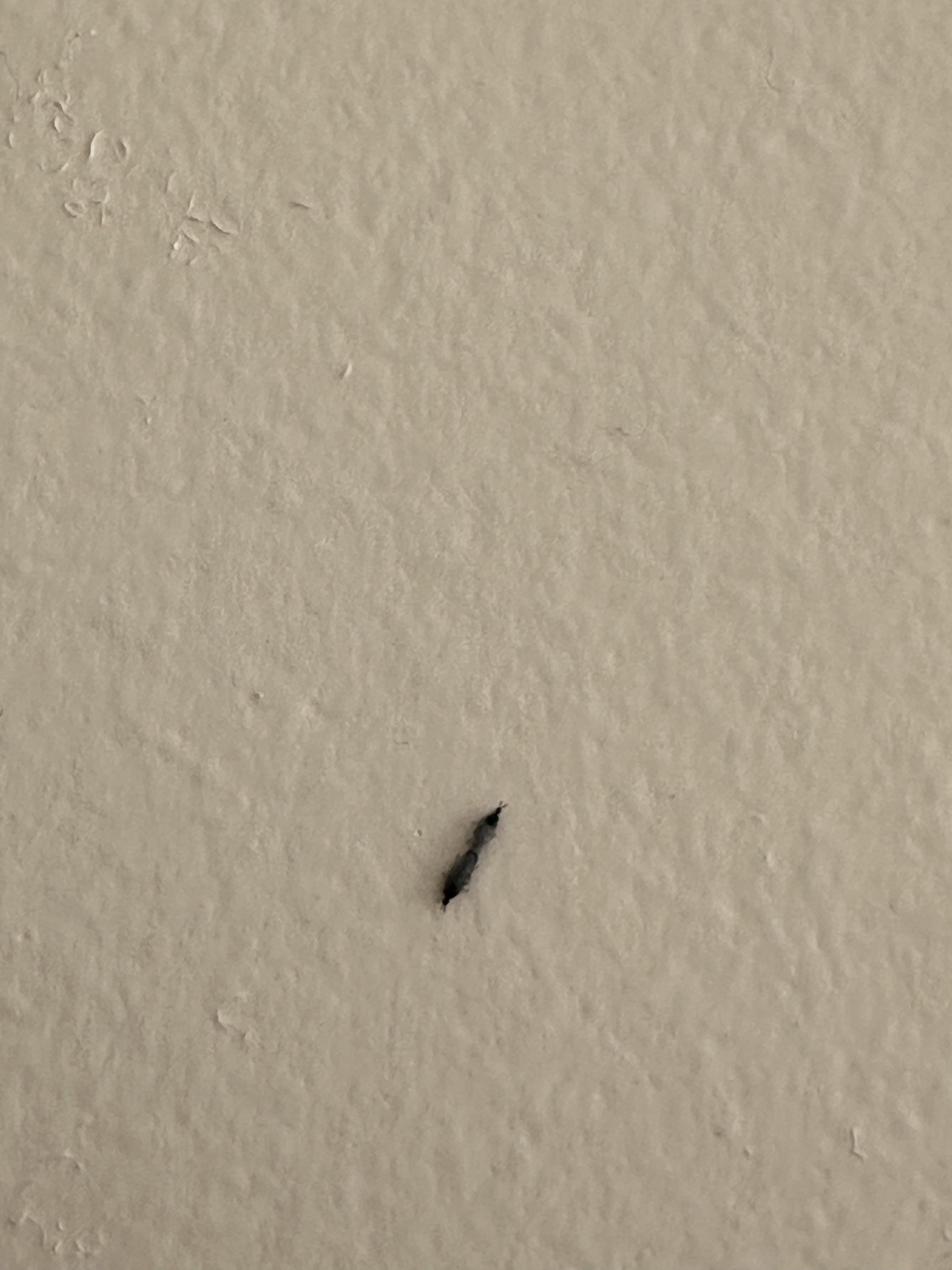 What are these bugs? | Scrolller