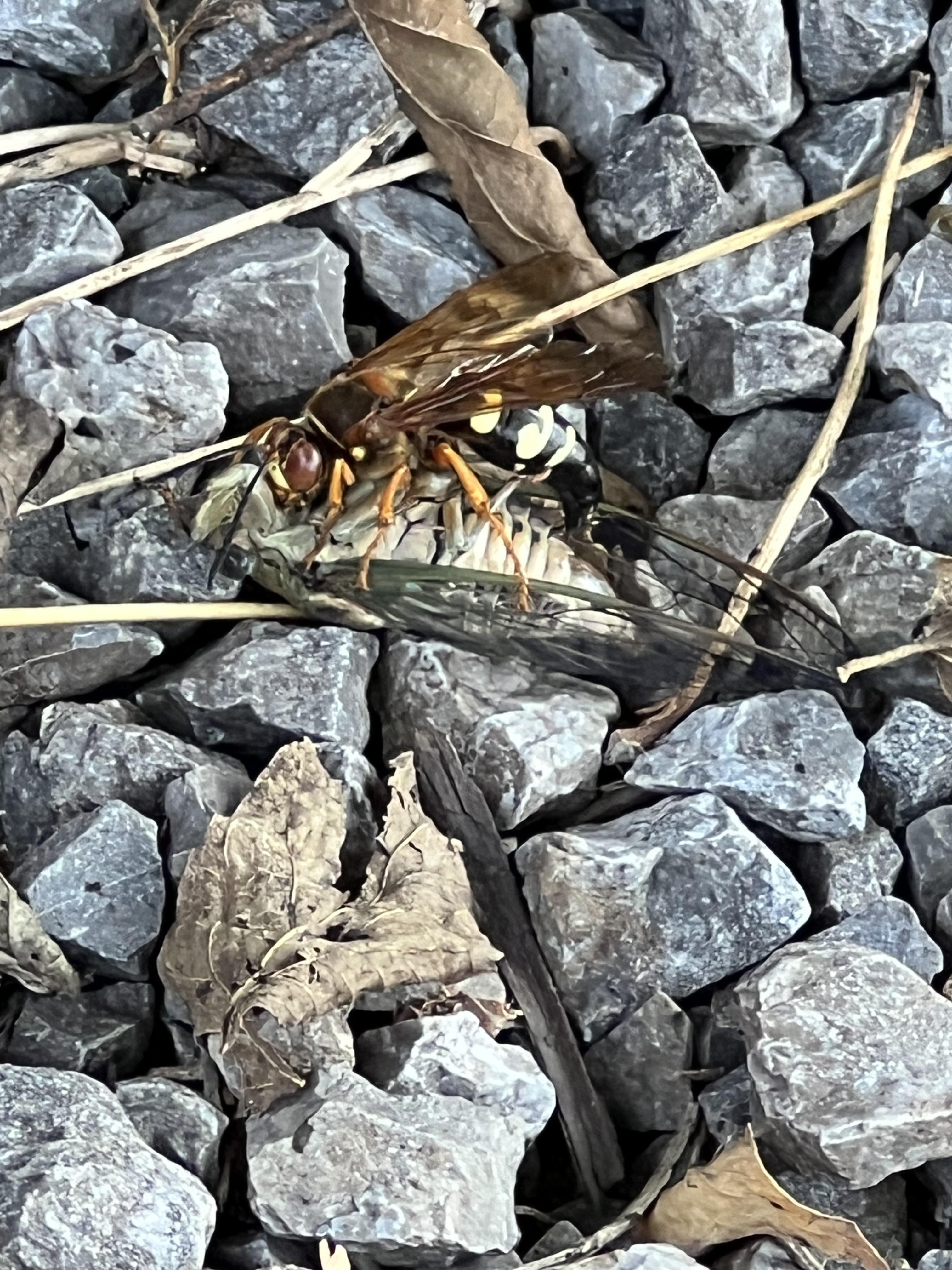 What kind of wasp is this? | Scrolller