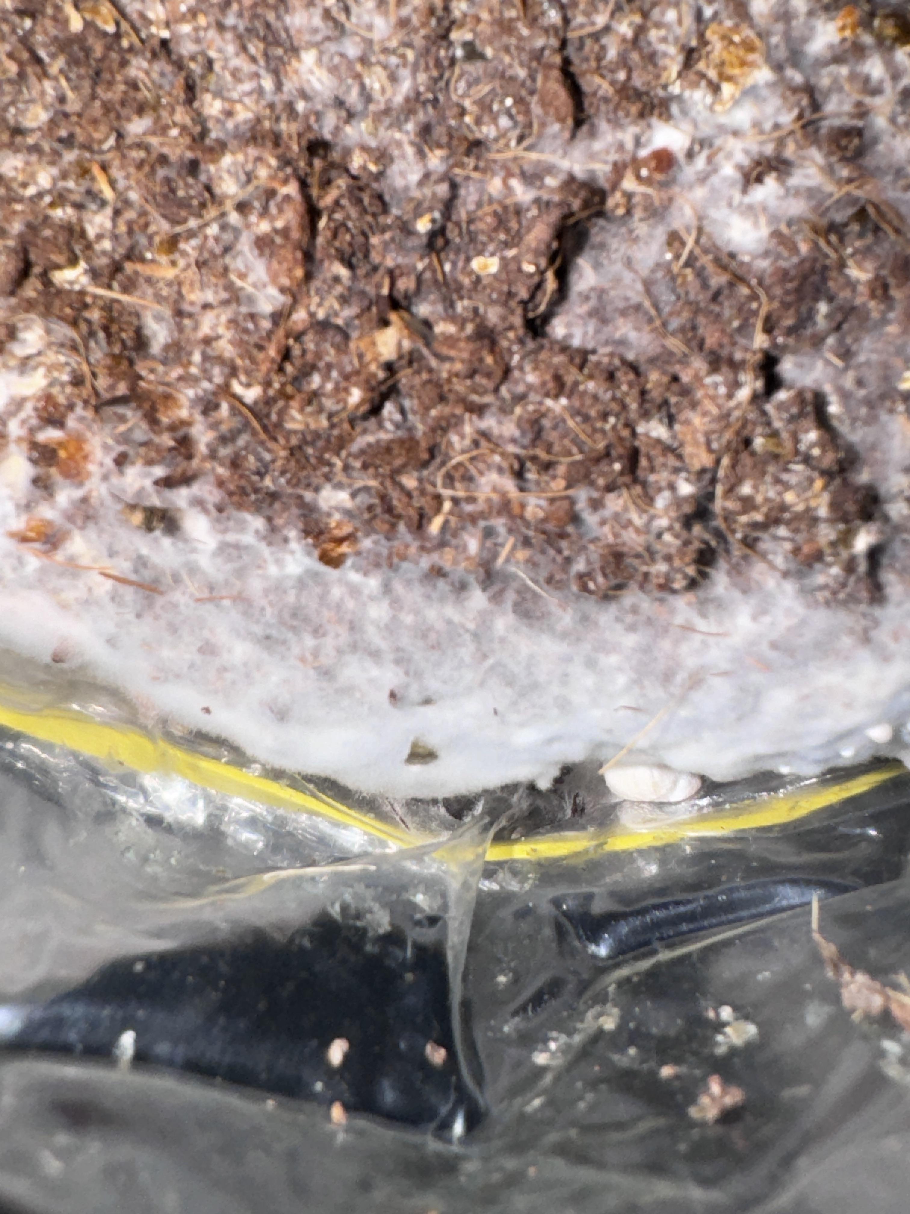 Second flush looks worrisome… | Scrolller