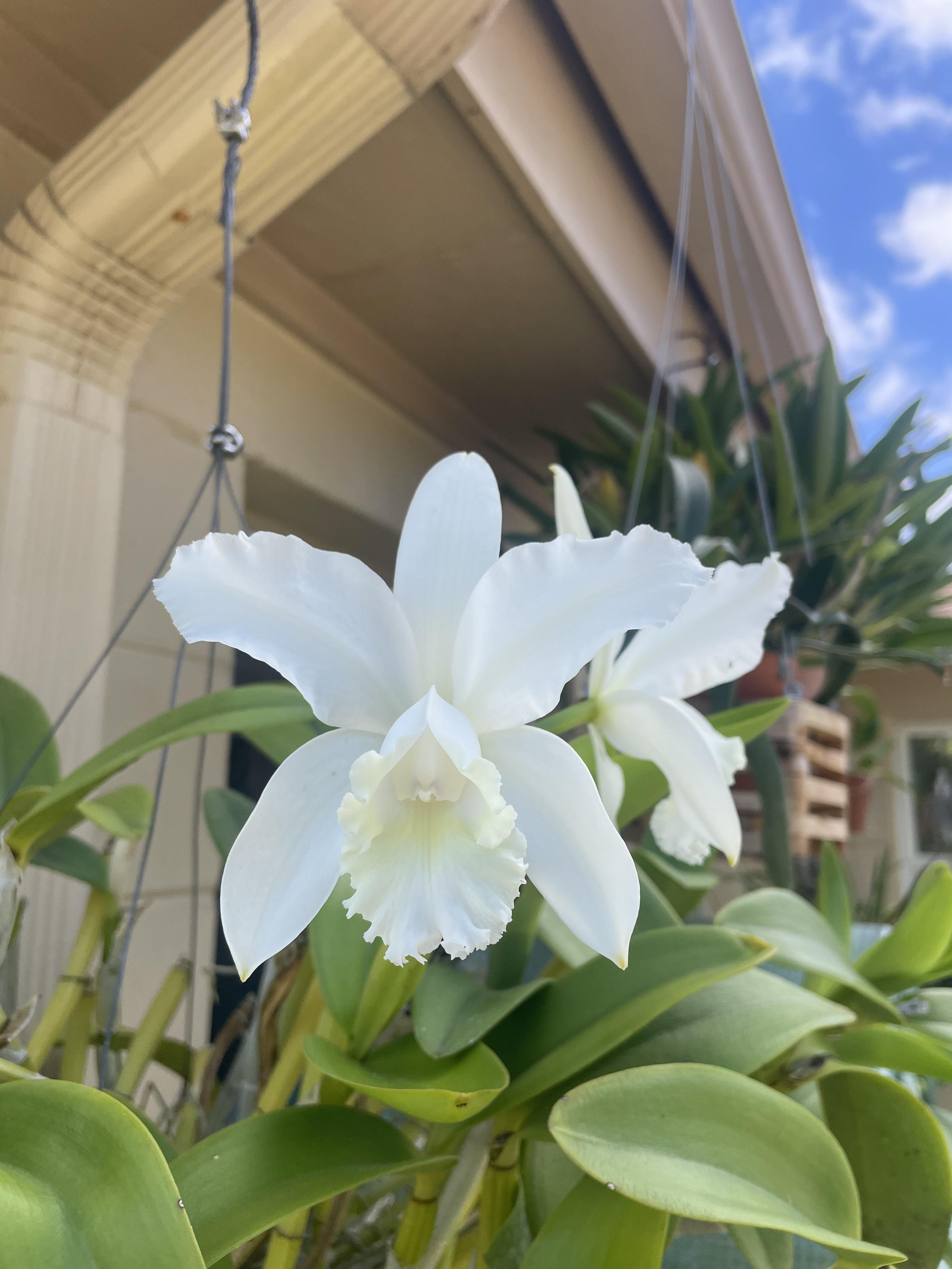 April blooms | Scrolller