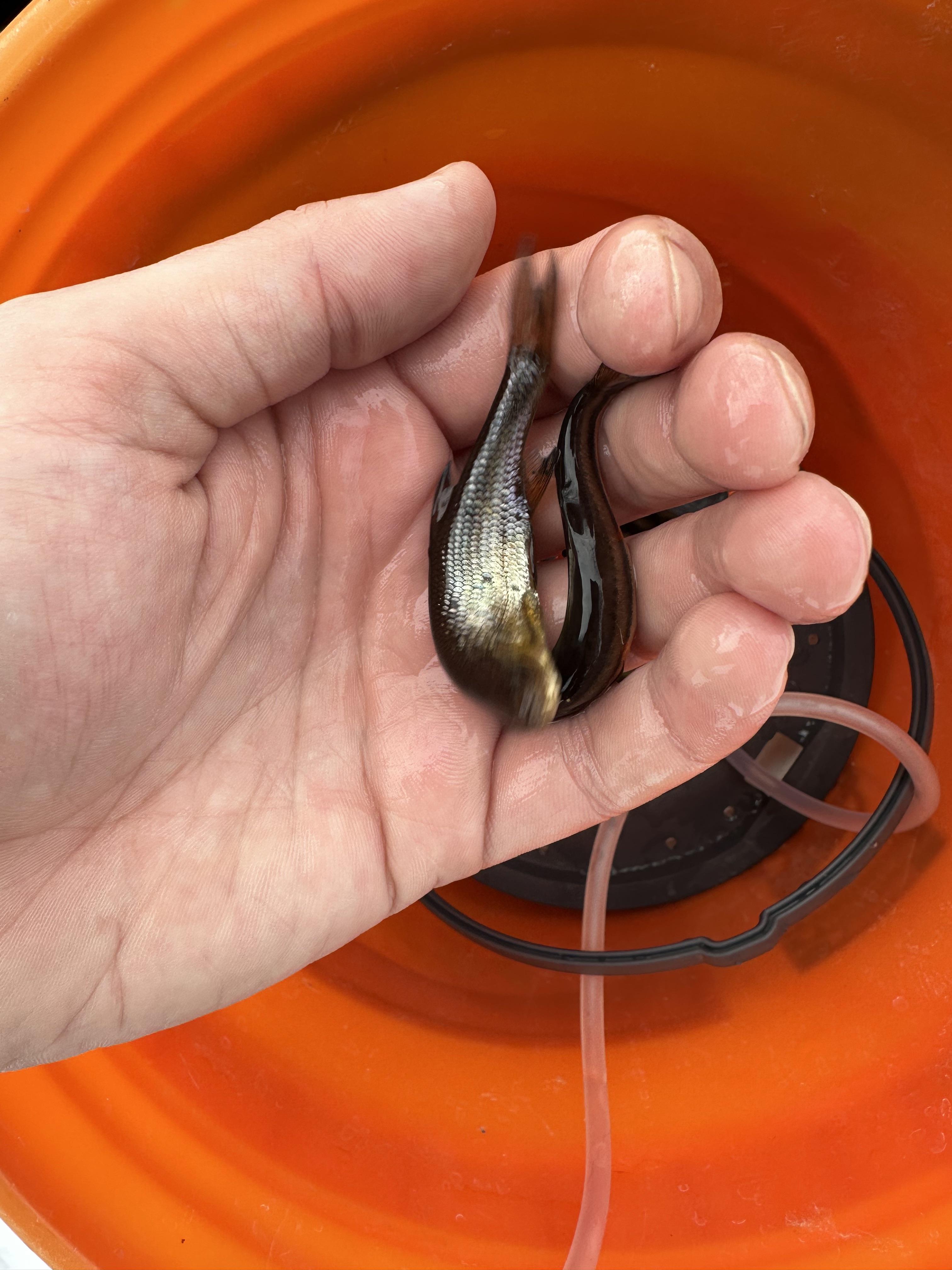 Bait Fish Identification | Scrolller