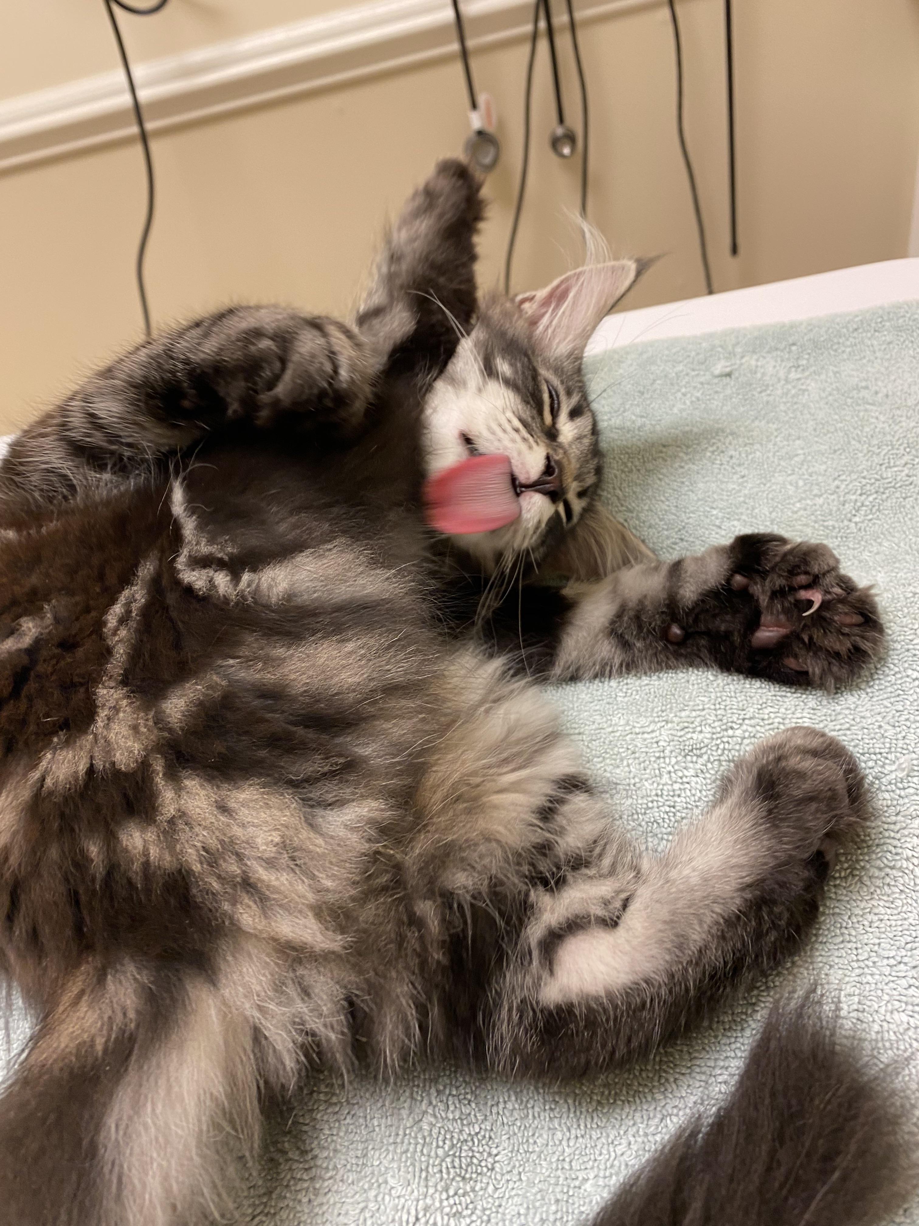 Toby, 18 weeks | Scrolller