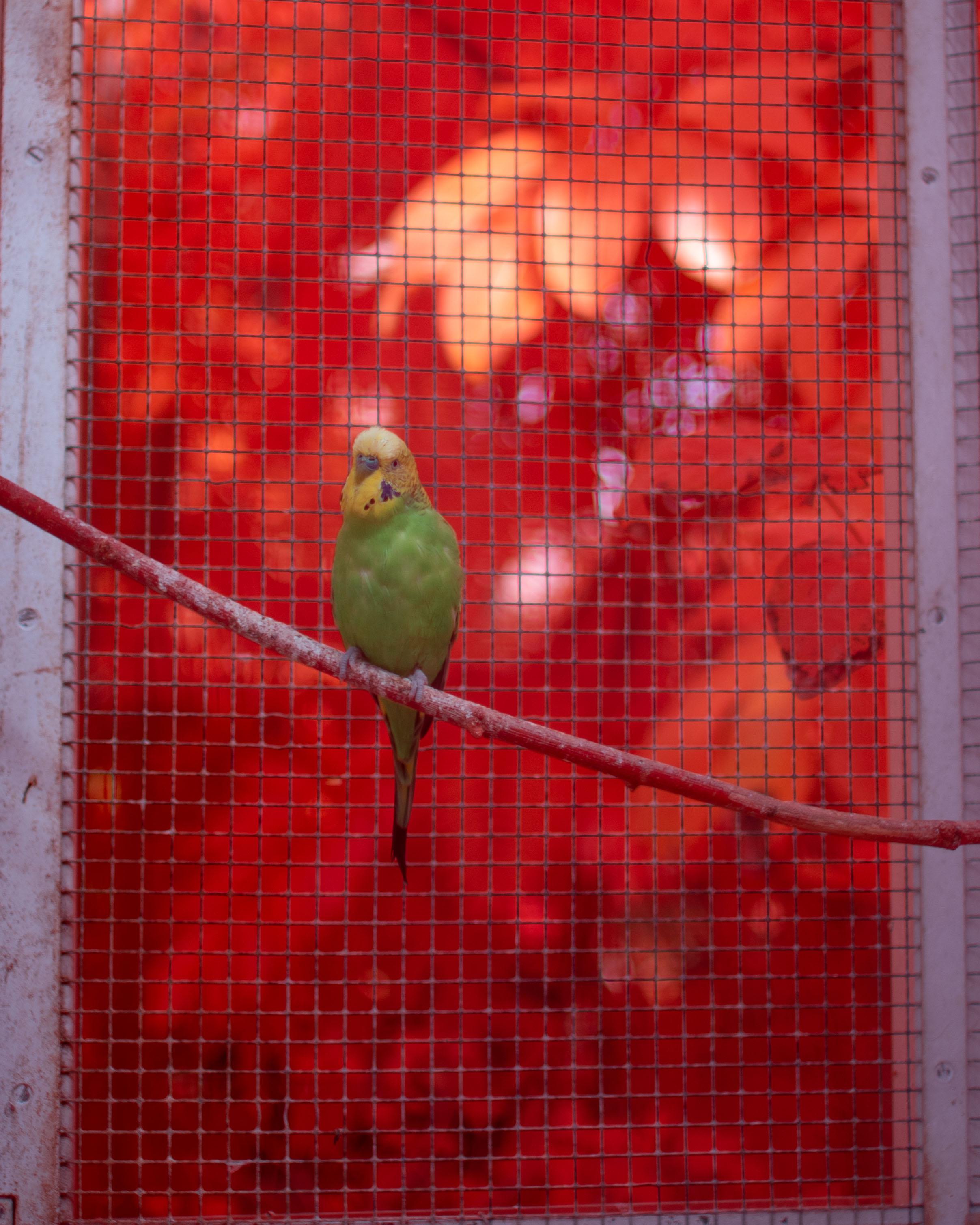 IR-Chrome Parakeets | Scrolller