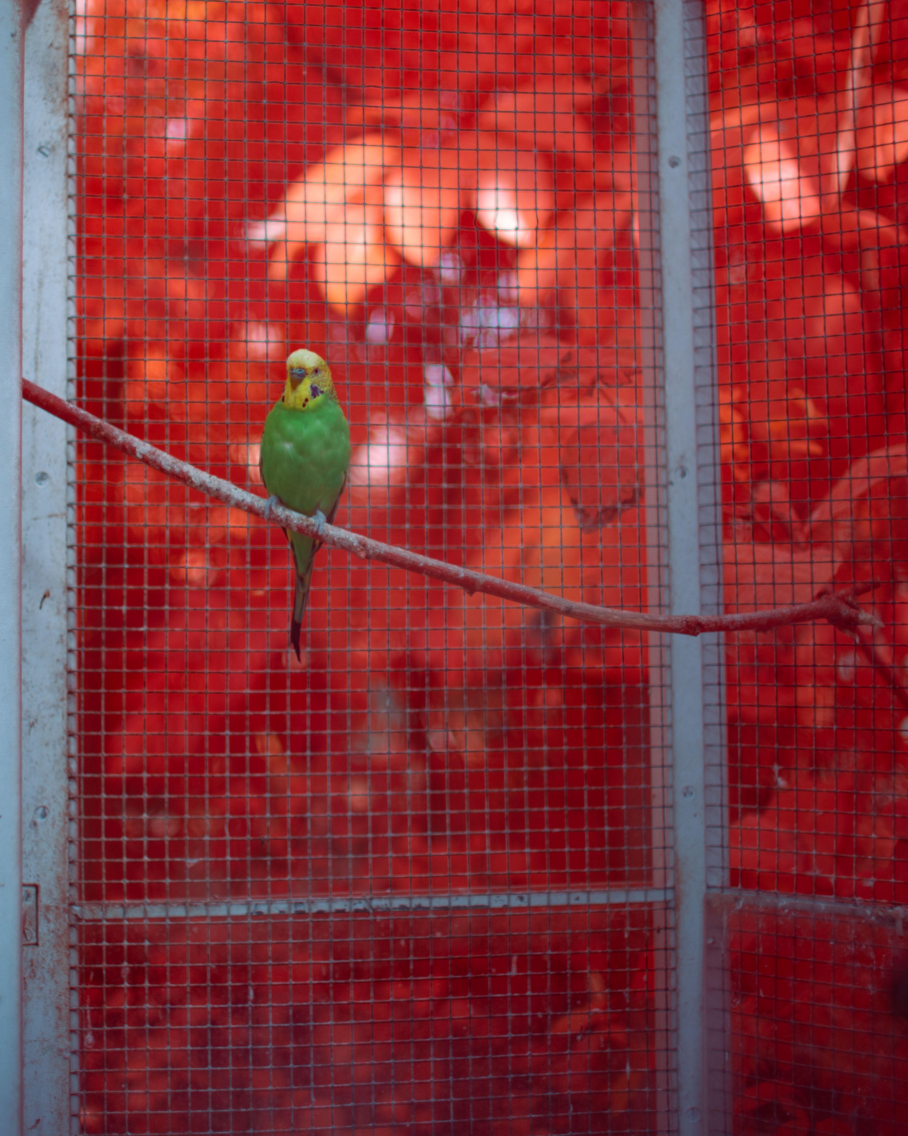 IR-Chrome Parakeets | Scrolller