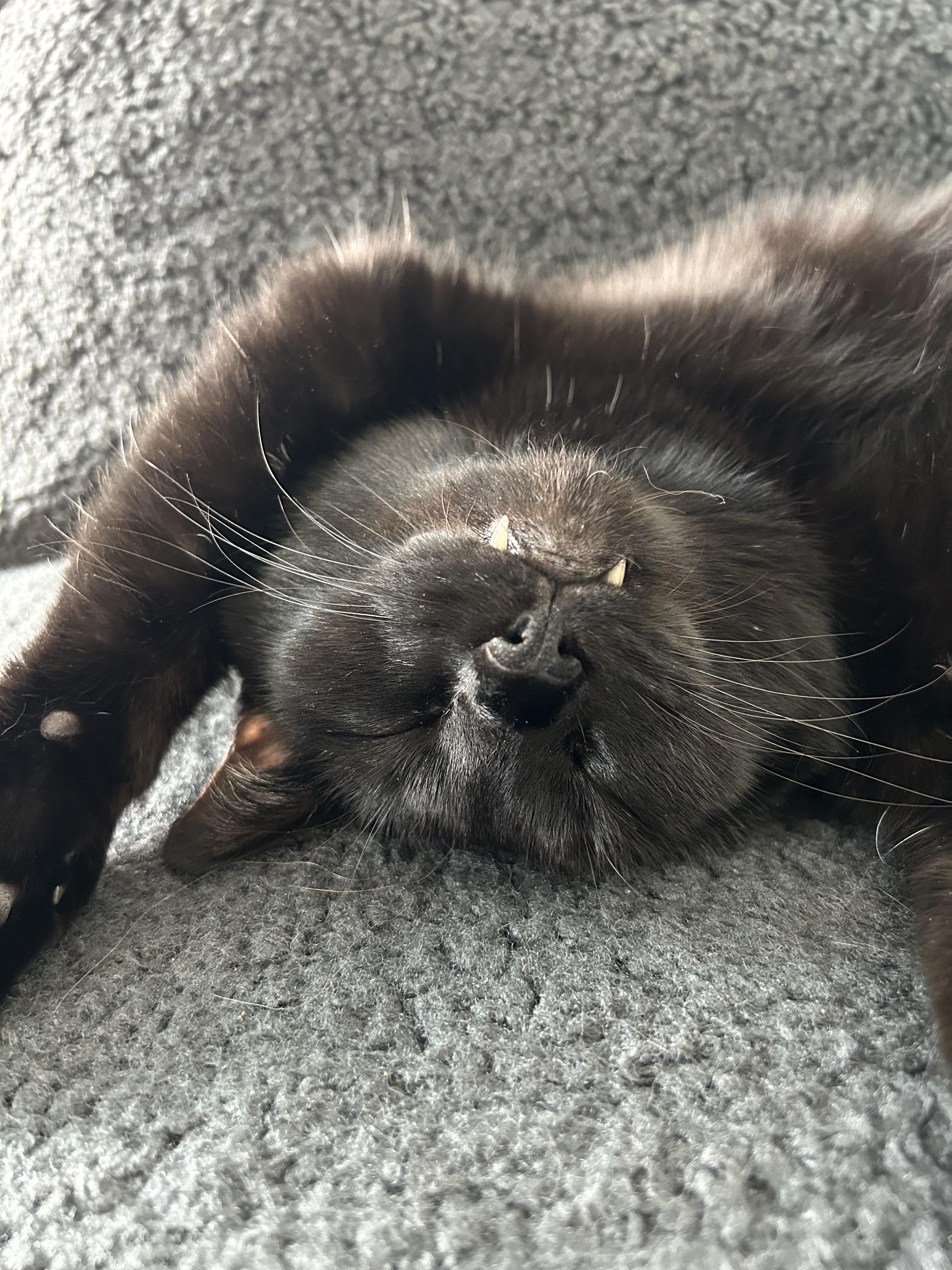 Serious snoozing… | Scrolller