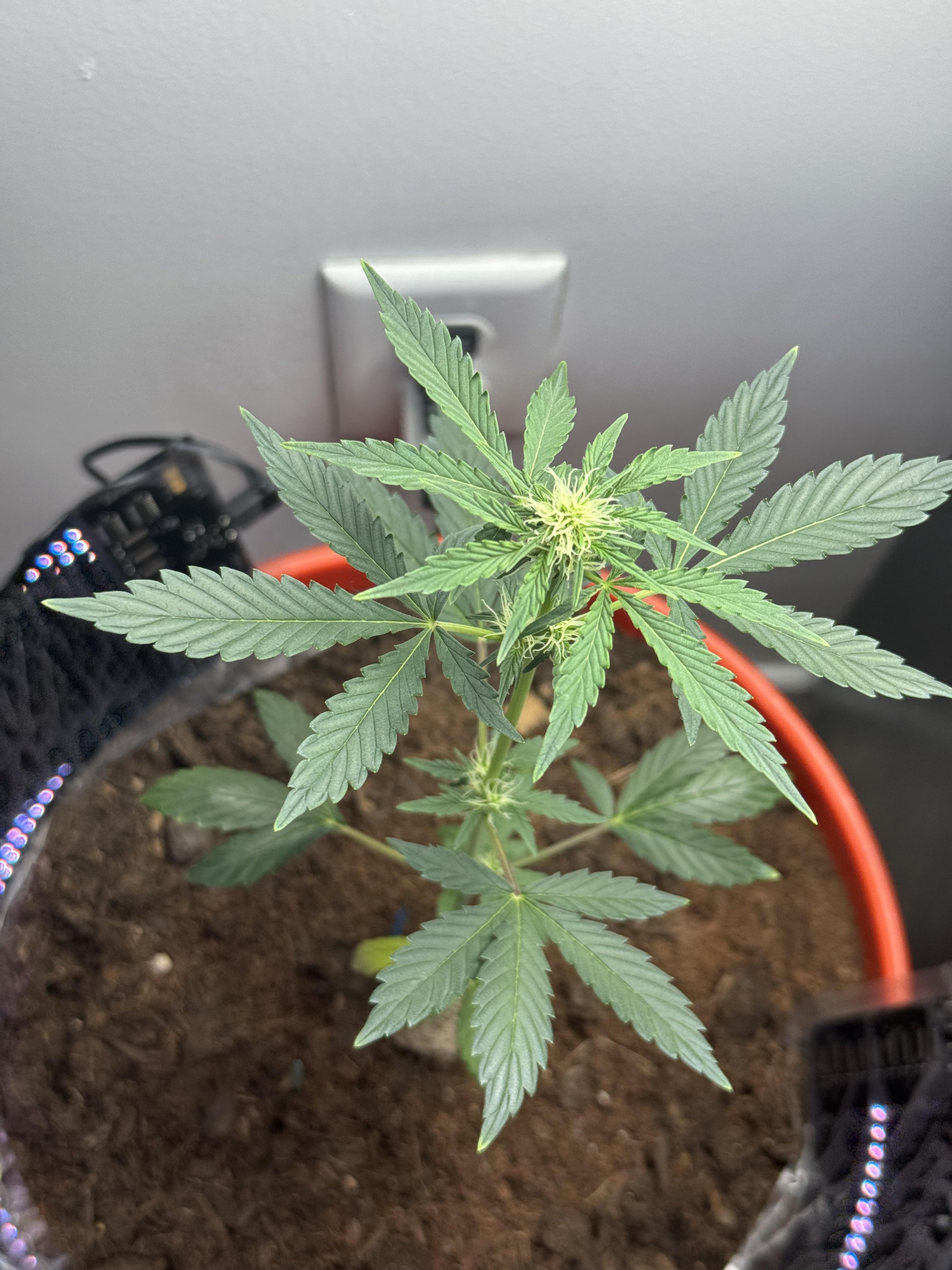 Bottom leaves yellowing/drooping while other leaves have slightly yellowed tips | Scrolller
