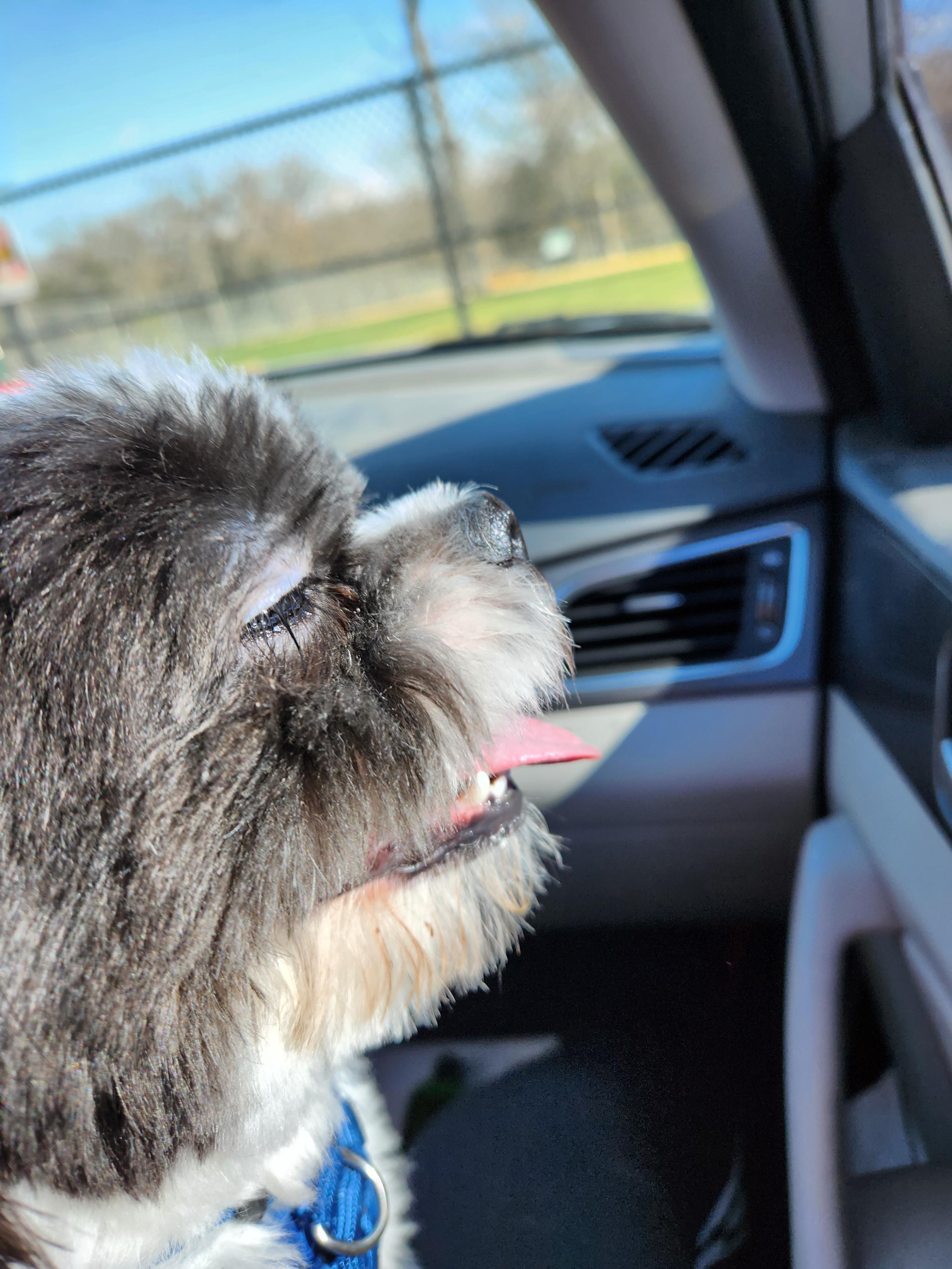 Toby was tired after his park day | Scrolller