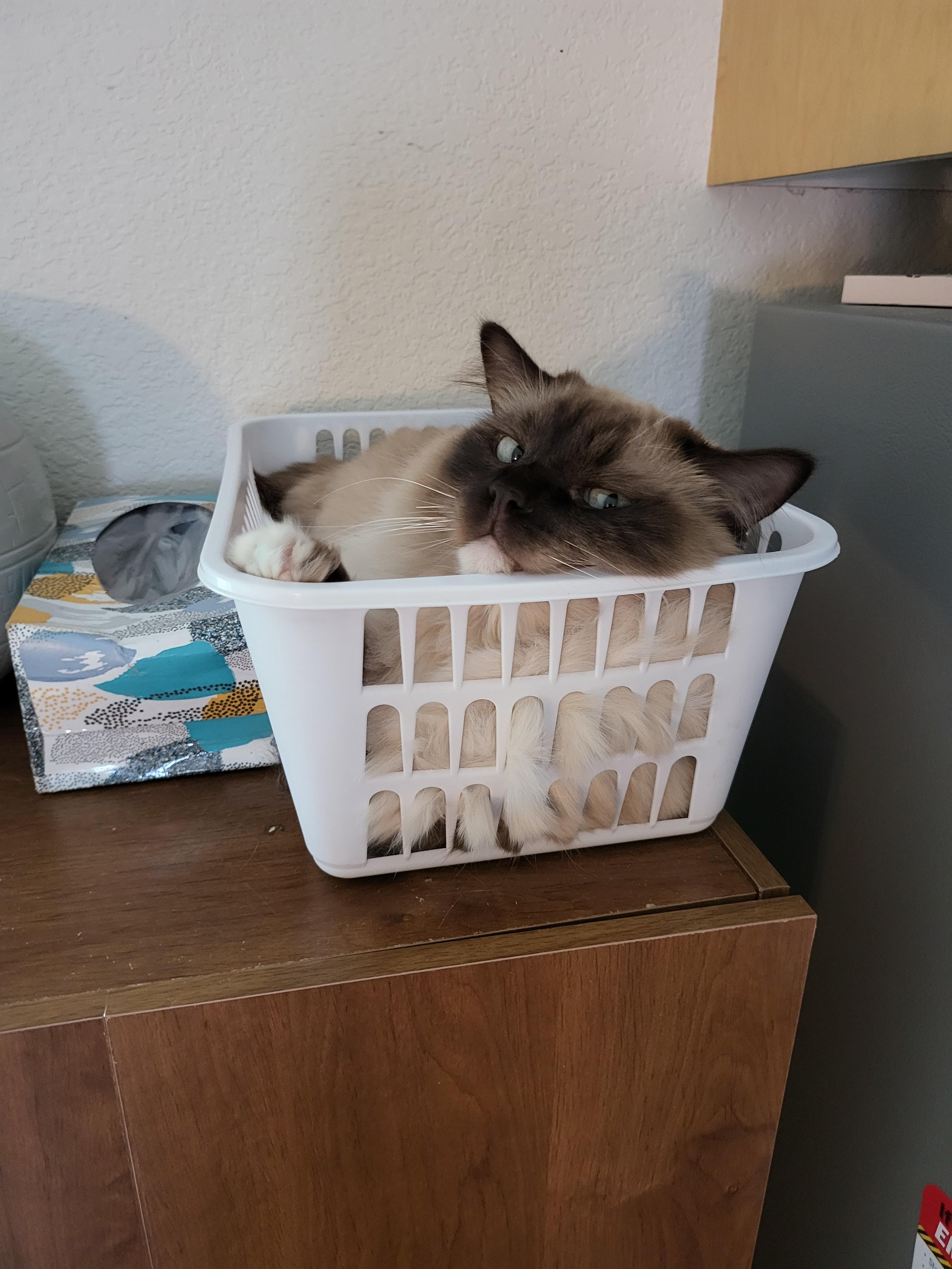 (OC) Two of Finn's favorite spots | Scrolller