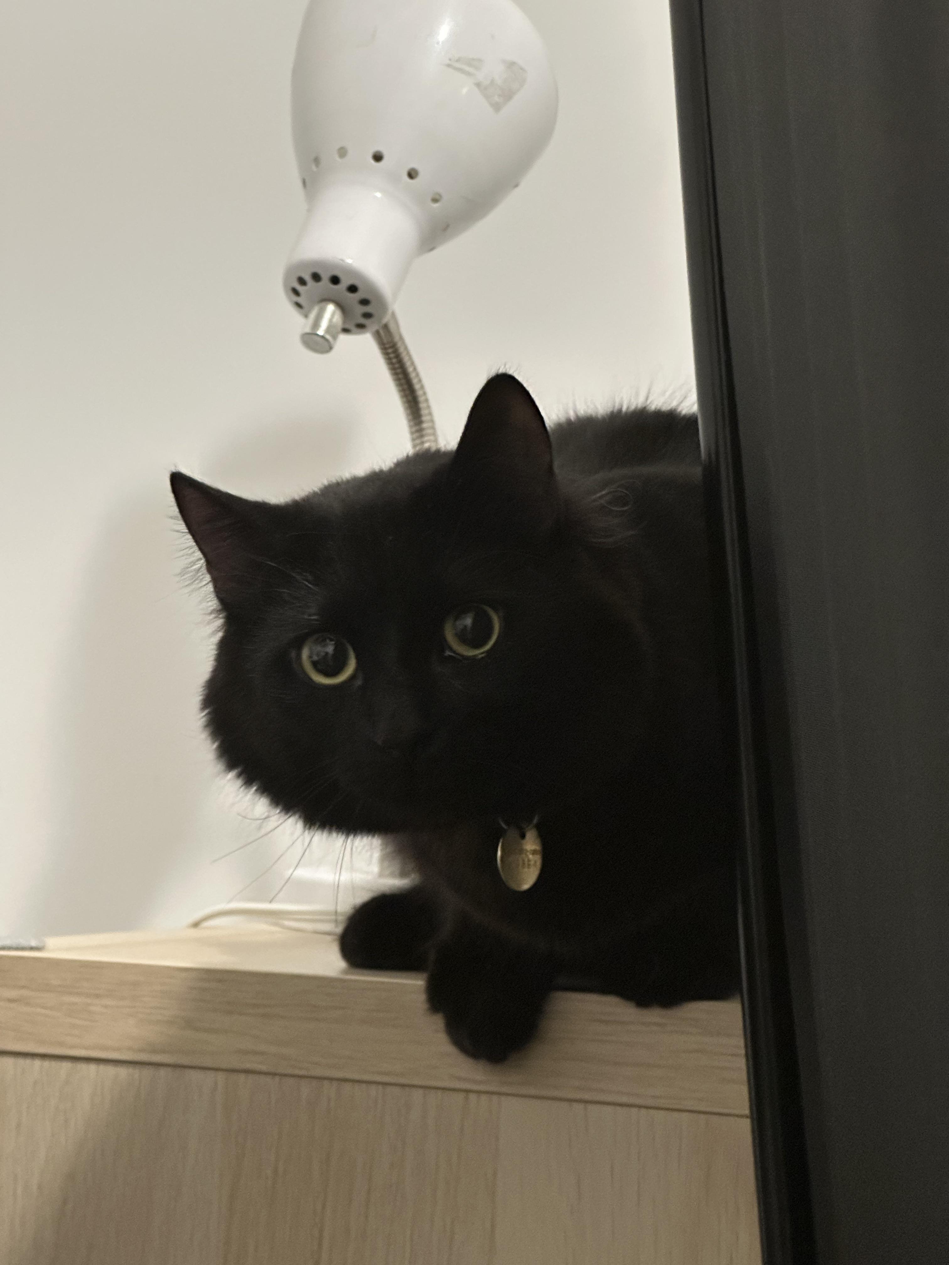 Discover more like Aww: My void is very intrigued by the printer lol ...