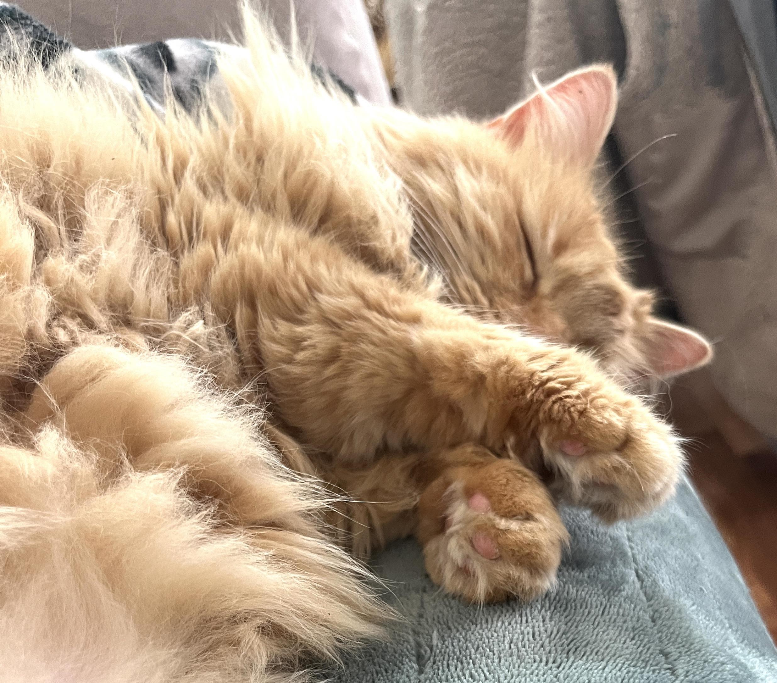 Tiiiny Toe Fluffs, Big Floof | Scrolller