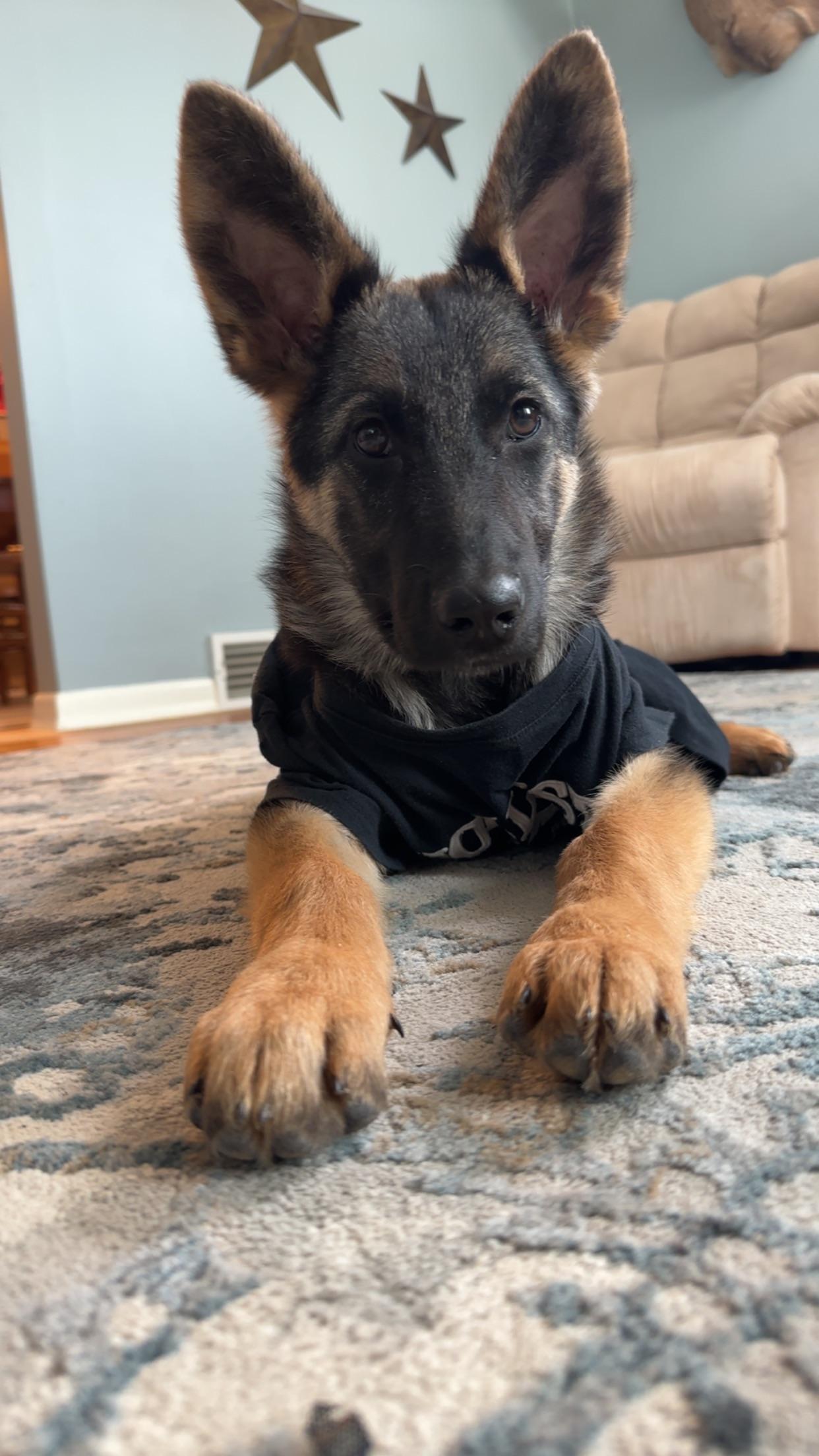 Draw pickle? | Scrolller