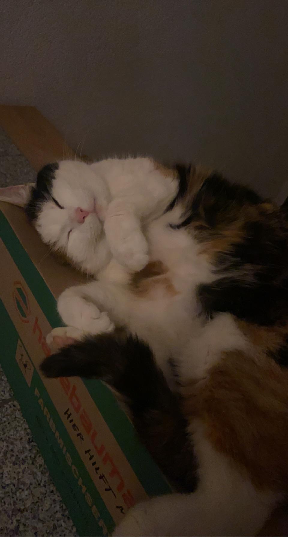 Are cats on boxes allowed? | Scrolller