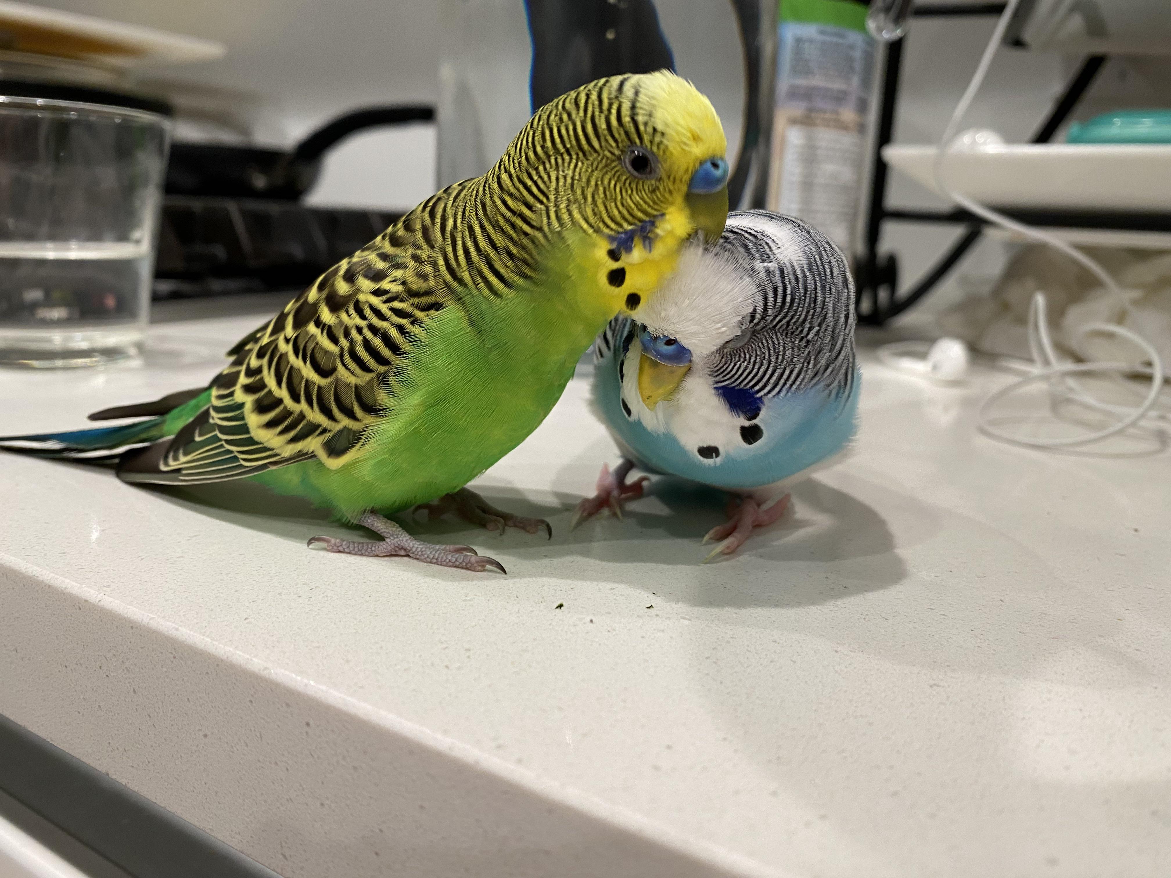 Daily Preens featuring Blueberry and Kiki!! | Scrolller